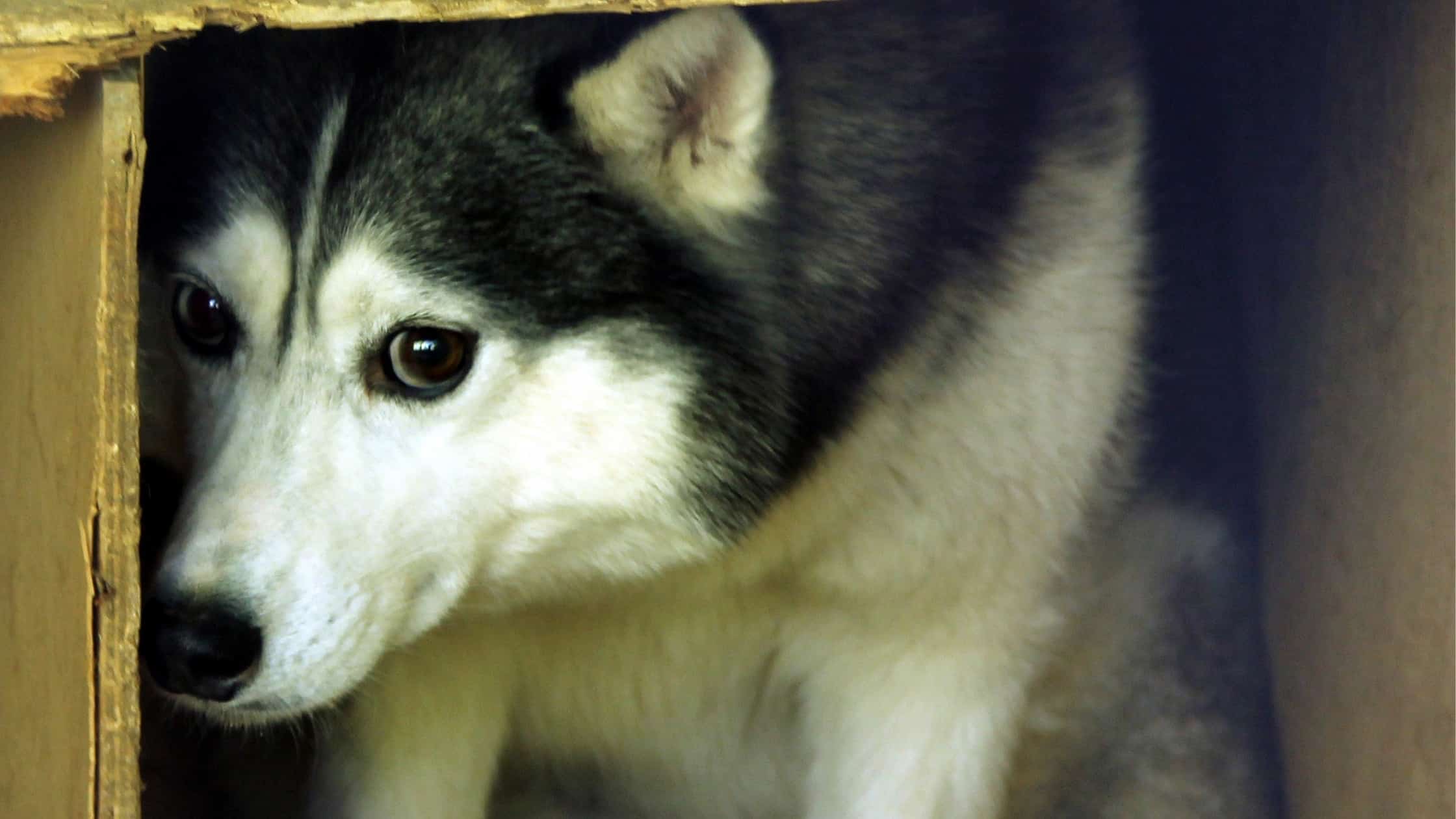 Anxiety in Dogs – The ultimate guide to Dog Anxiety - AnxiousCanine.com