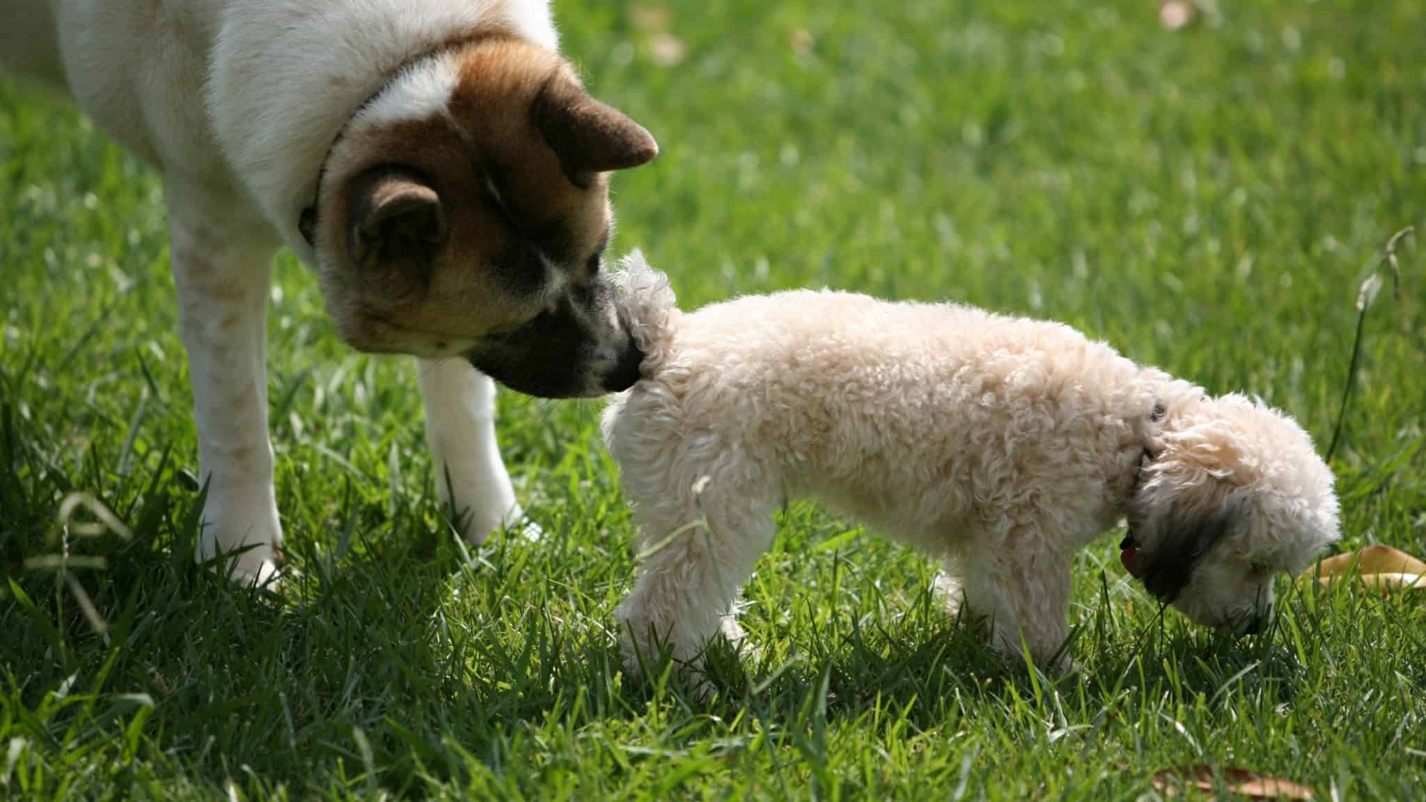 Floppy Eared Dogs: A Guide to the top 14 Breeds