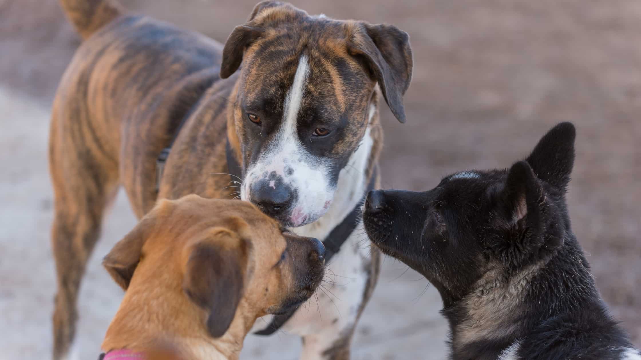 Socializing your Dog and Why you should do it - AnxiousCanine.com