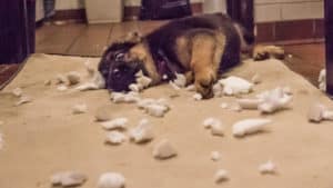 Destructive dogs - Stop them destroying your home - AnxiousCanine.com