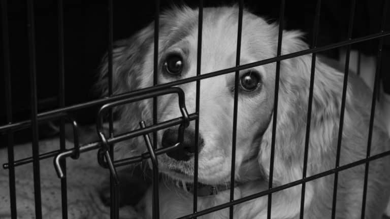 How to Approach and Help a Scared, Nervous, or Shy Dog Safely