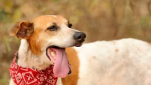 Dog Panting: Why They Do It And How to Fix It - AnxiousCanine.com