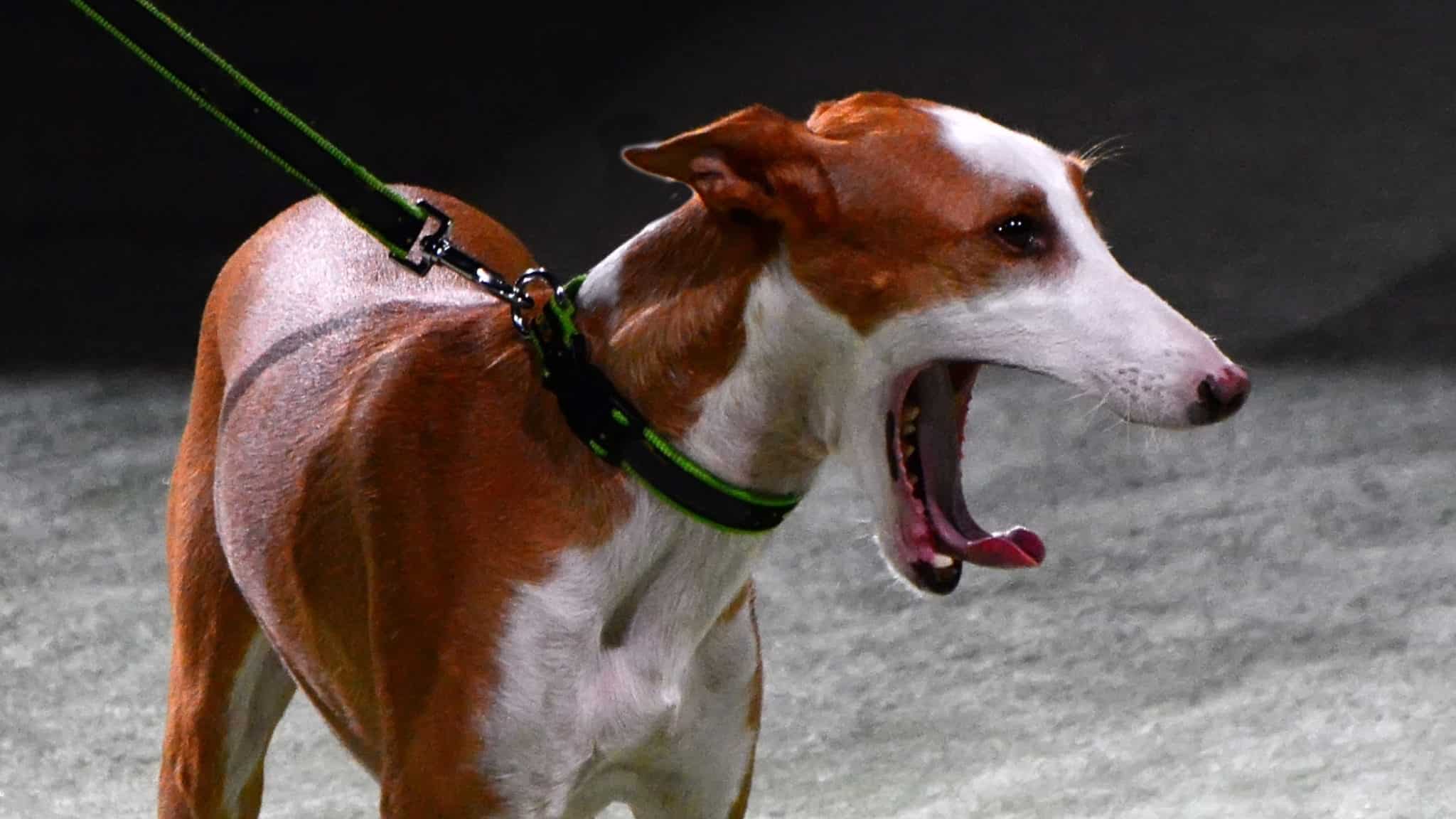 Why Do Dogs Yawn? ... and What It Really Means - AnxiousCanine.com