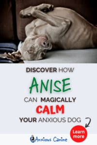 Anise for Dogs - Is it Dognip? - AnxiousCanine.com