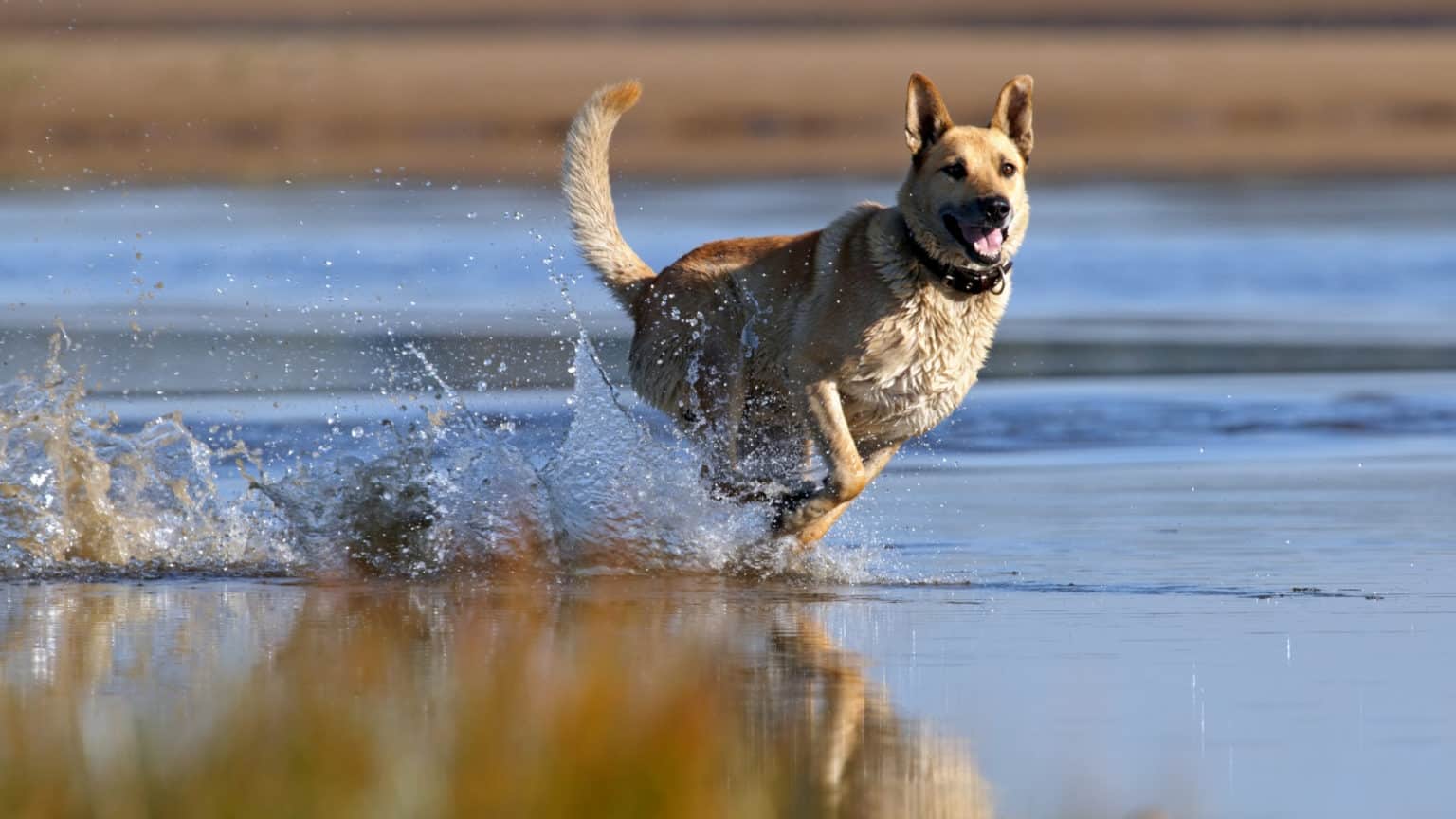 Anise for Dogs - Is it Dognip? - AnxiousCanine.com