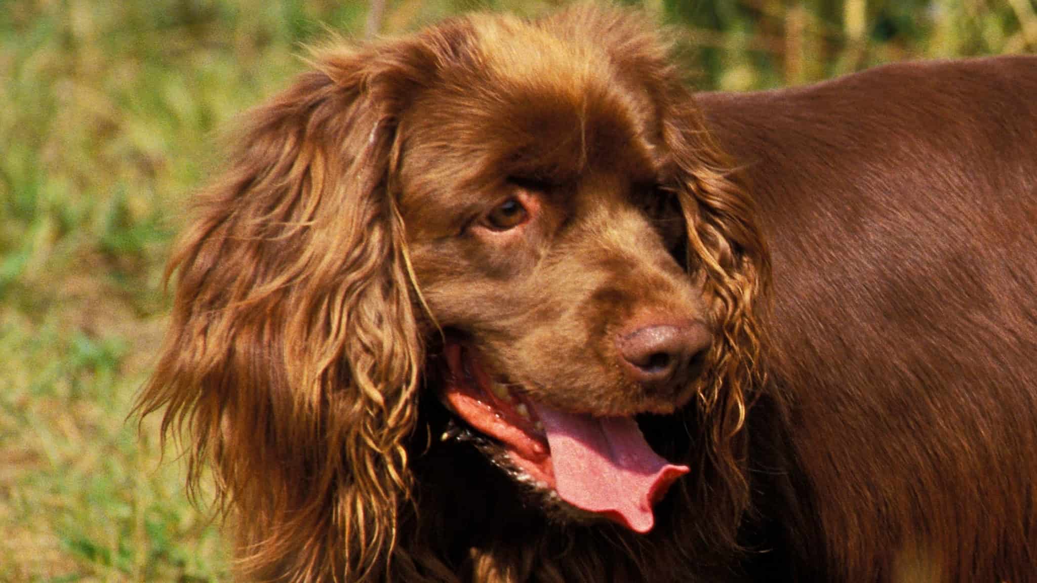 Short Legged Dogs – 8 Popular Breeds - AnxiousCanine.com