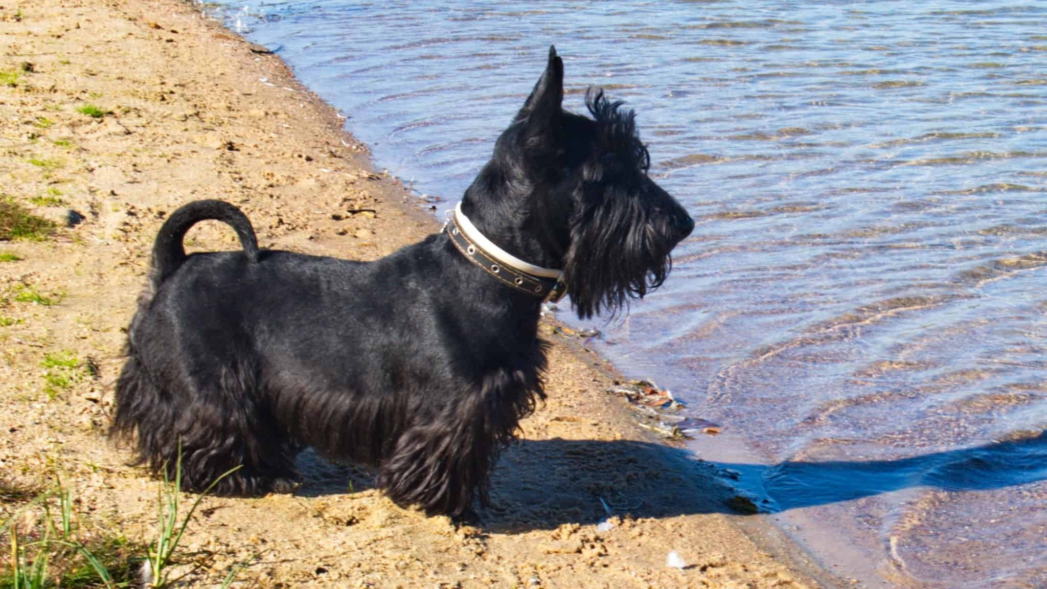 Short Legged Dogs – 8 Popular Breeds - AnxiousCanine.com