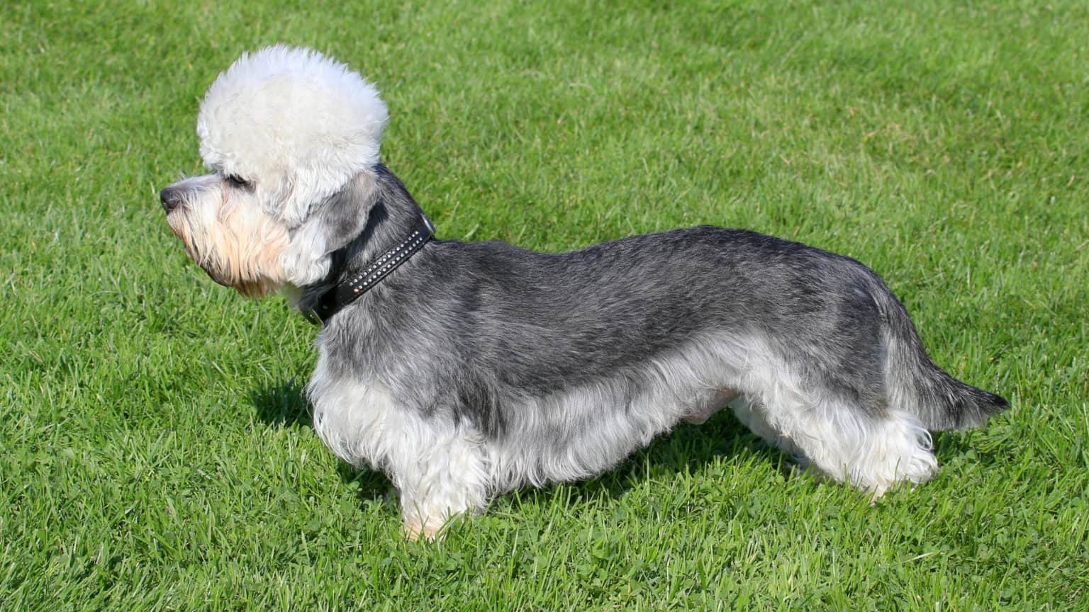 Short Legged Dogs – 8 Popular Breeds - AnxiousCanine.com