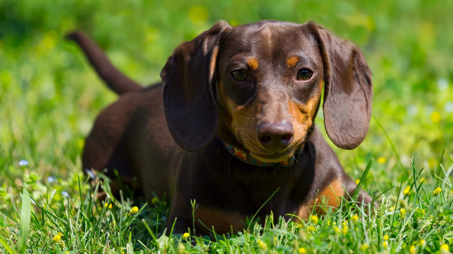 Short Legged Dogs – 8 Popular Breeds - AnxiousCanine.com