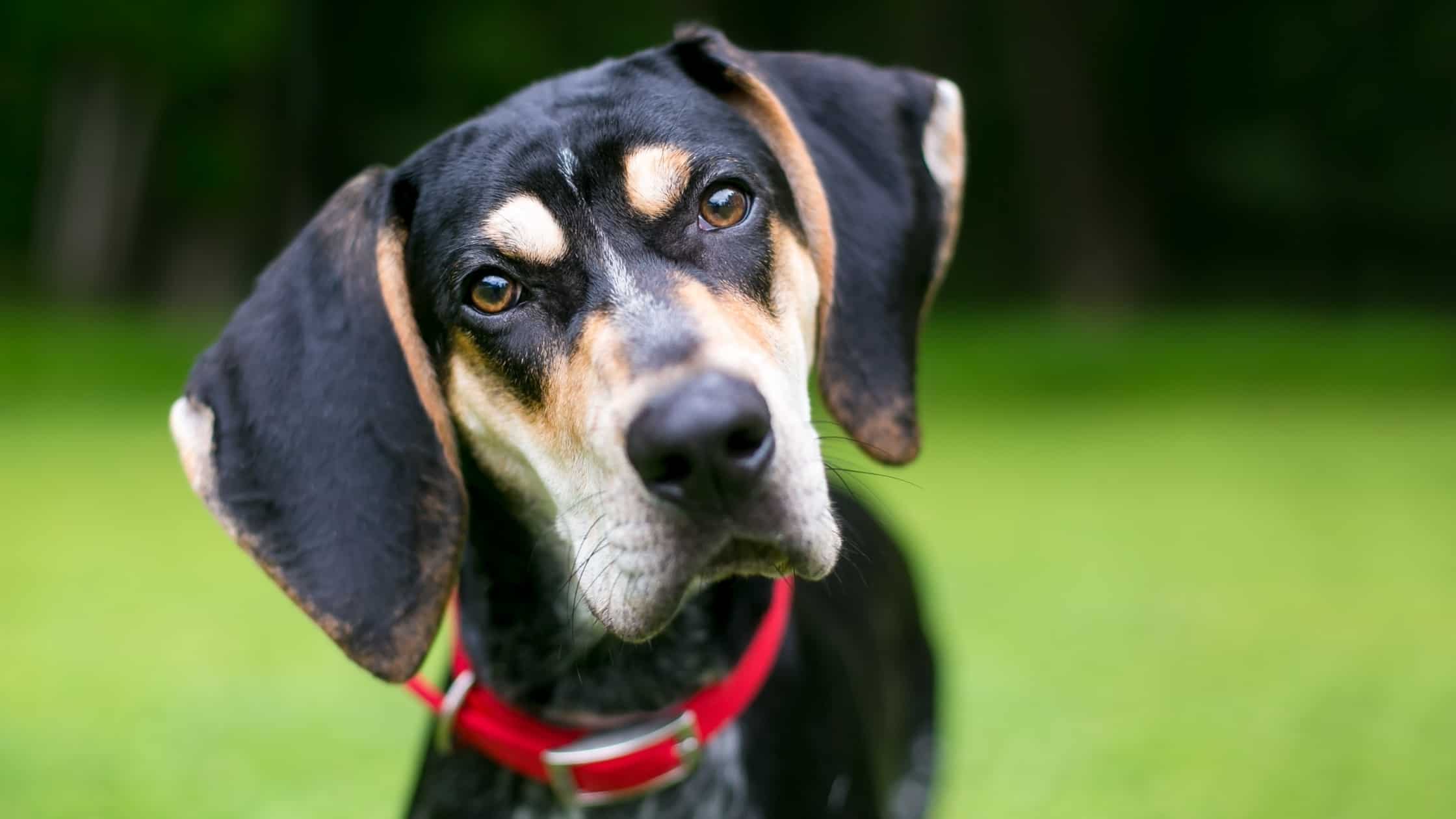 Destructive dogs - Stop them destroying your home - AnxiousCanine.com