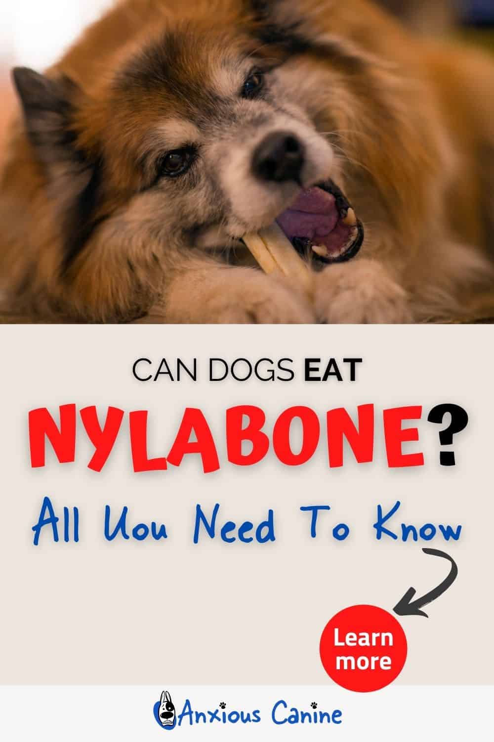 Is Nylabone Safe For Dogs? - AnxiousCanine.com