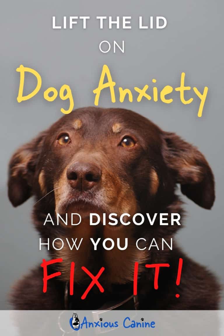 Anxiety in Dogs – The ultimate guide to Dog Anxiety - AnxiousCanine.com