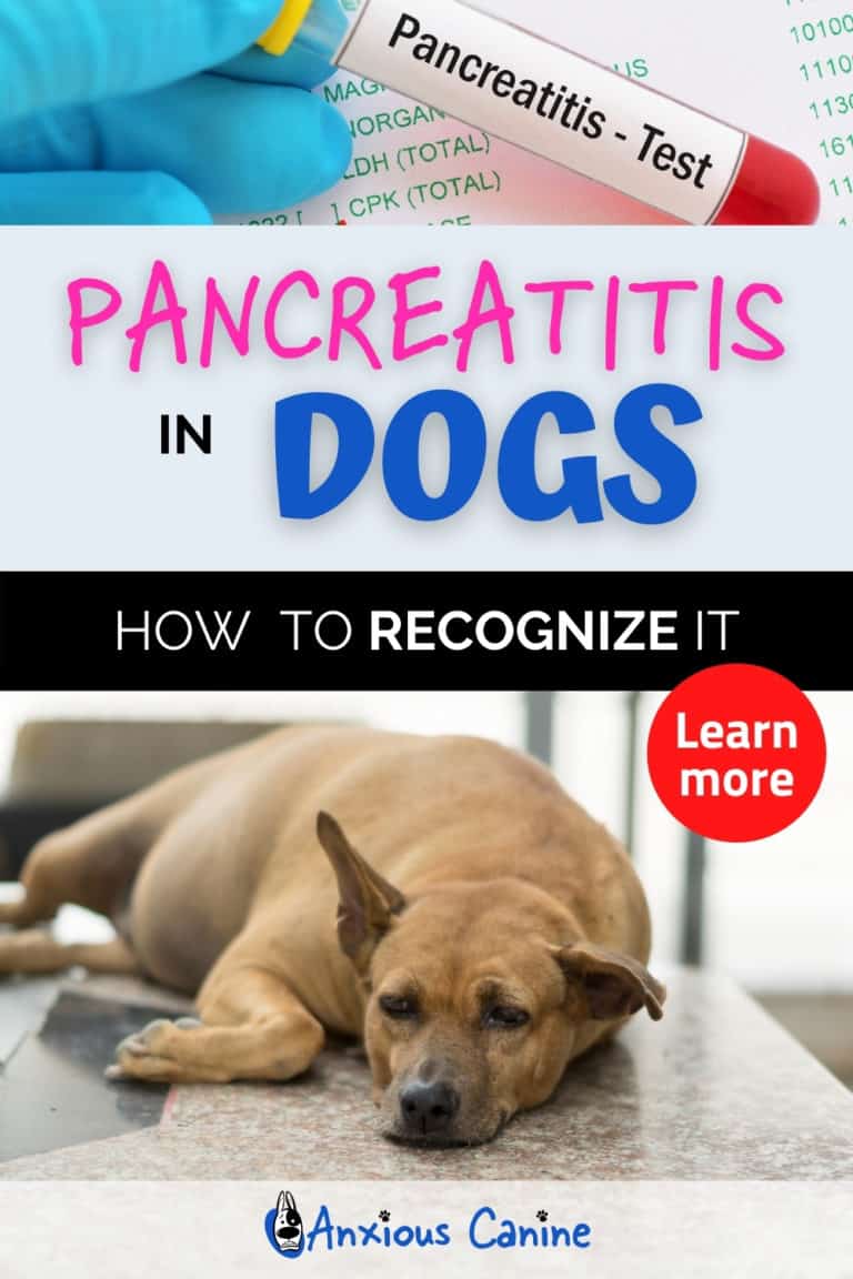 Pancreatitis in Dogs – Causes, Signs & Treatment - AnxiousCanine.com