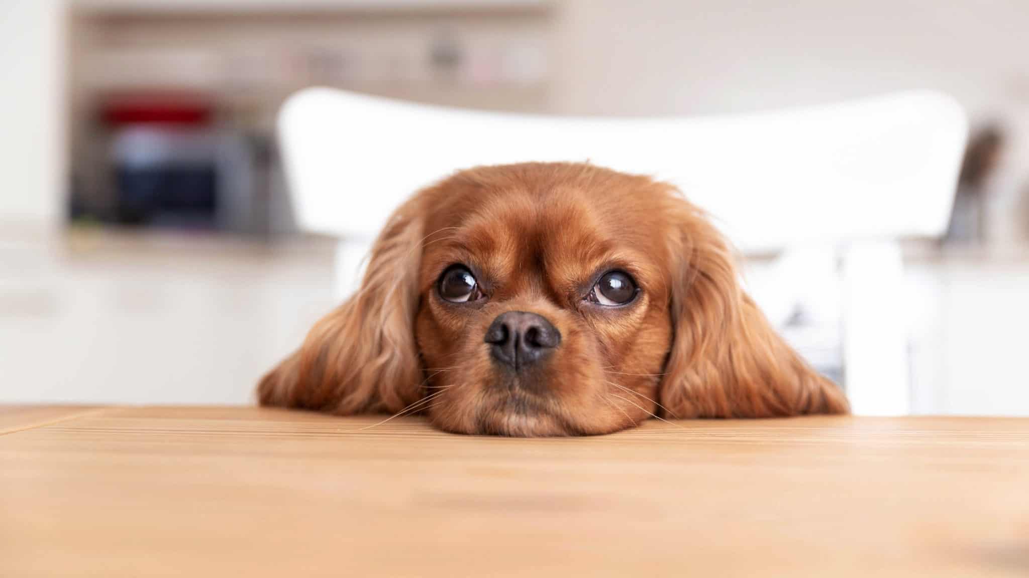 15 Natural Calming Remedies For Dogs