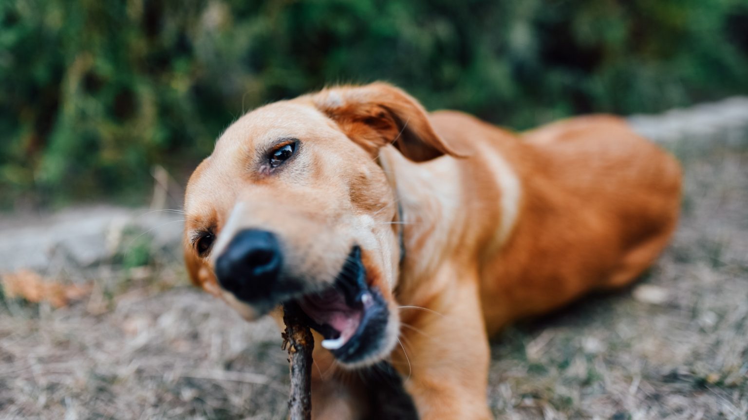 Why Do Dogs Like Sticks? -Things you need to know - AnxiousCanine.com