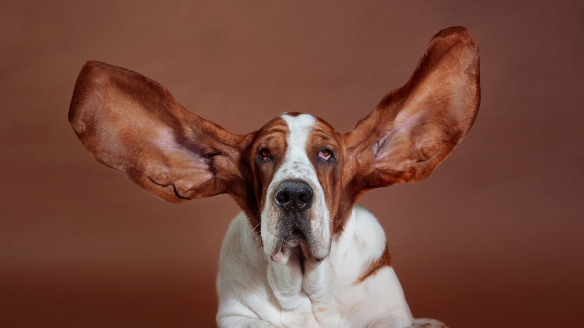 Dogs with Floppy Ears, The real reasons for them! - AnxiousCanine.com