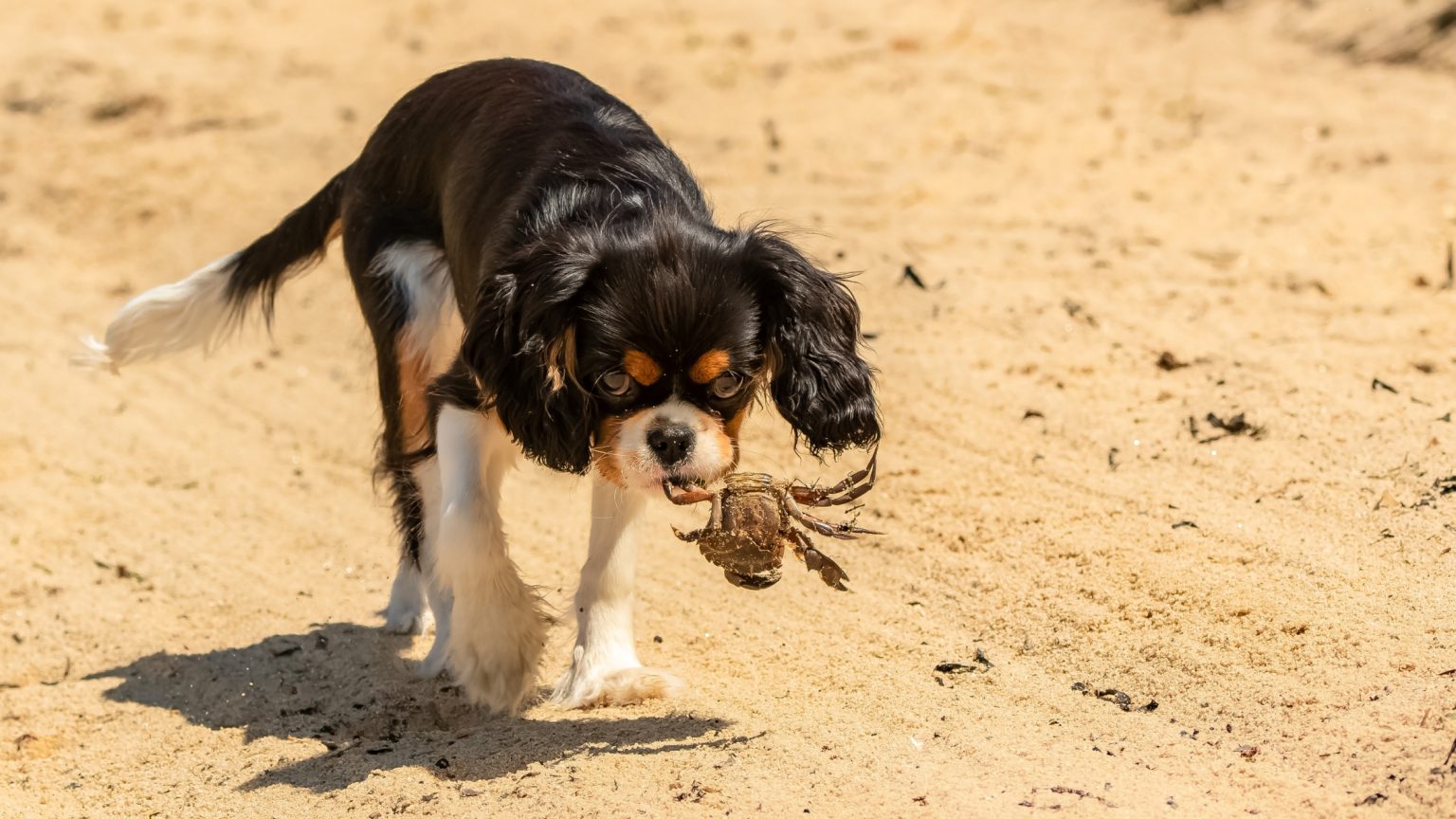 Can Dogs Eat Crab? Discover The Benefits and risks - AnxiousCanine.com