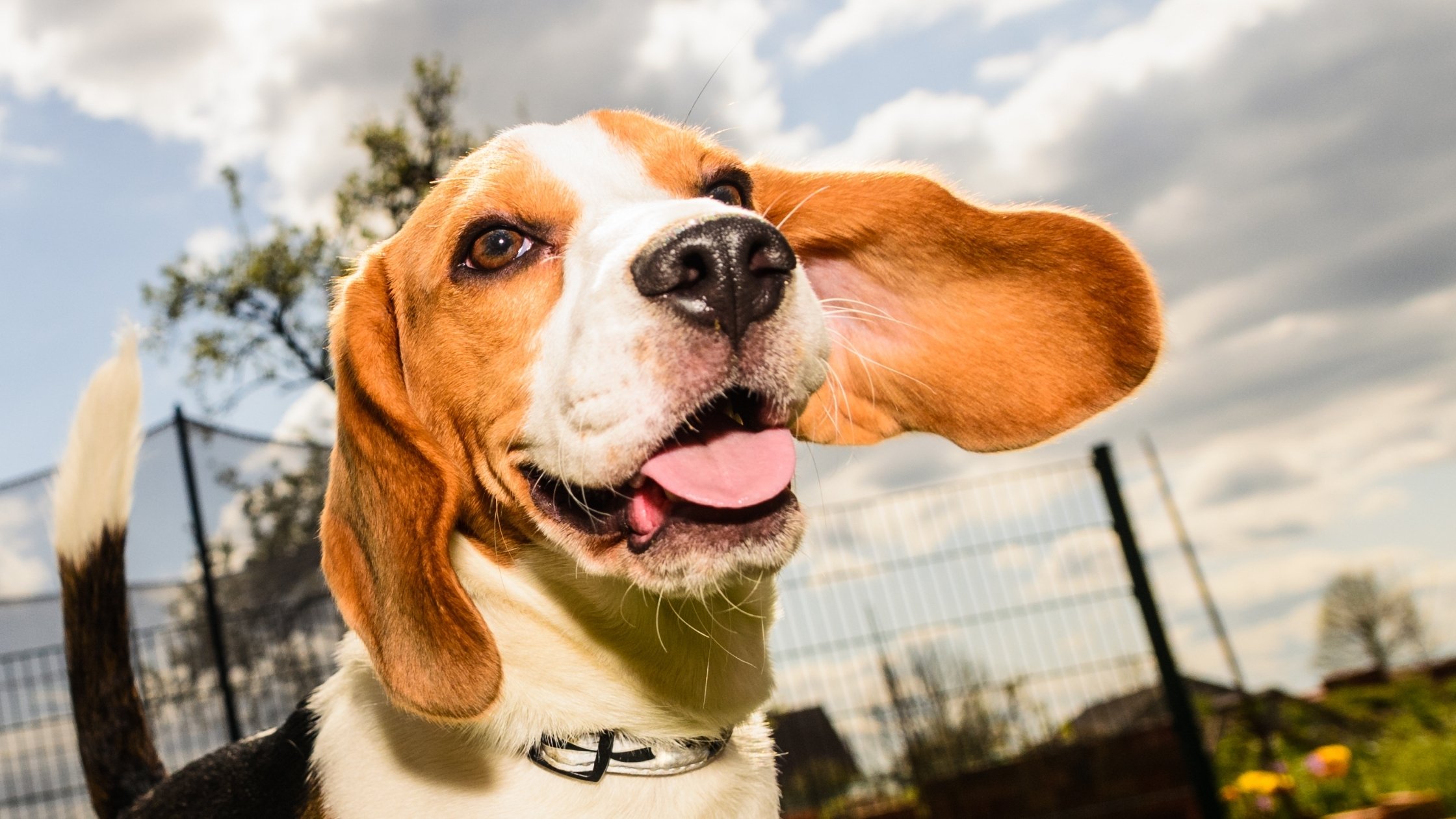 Dogs with Floppy Ears, The real reasons for them! - AnxiousCanine.com