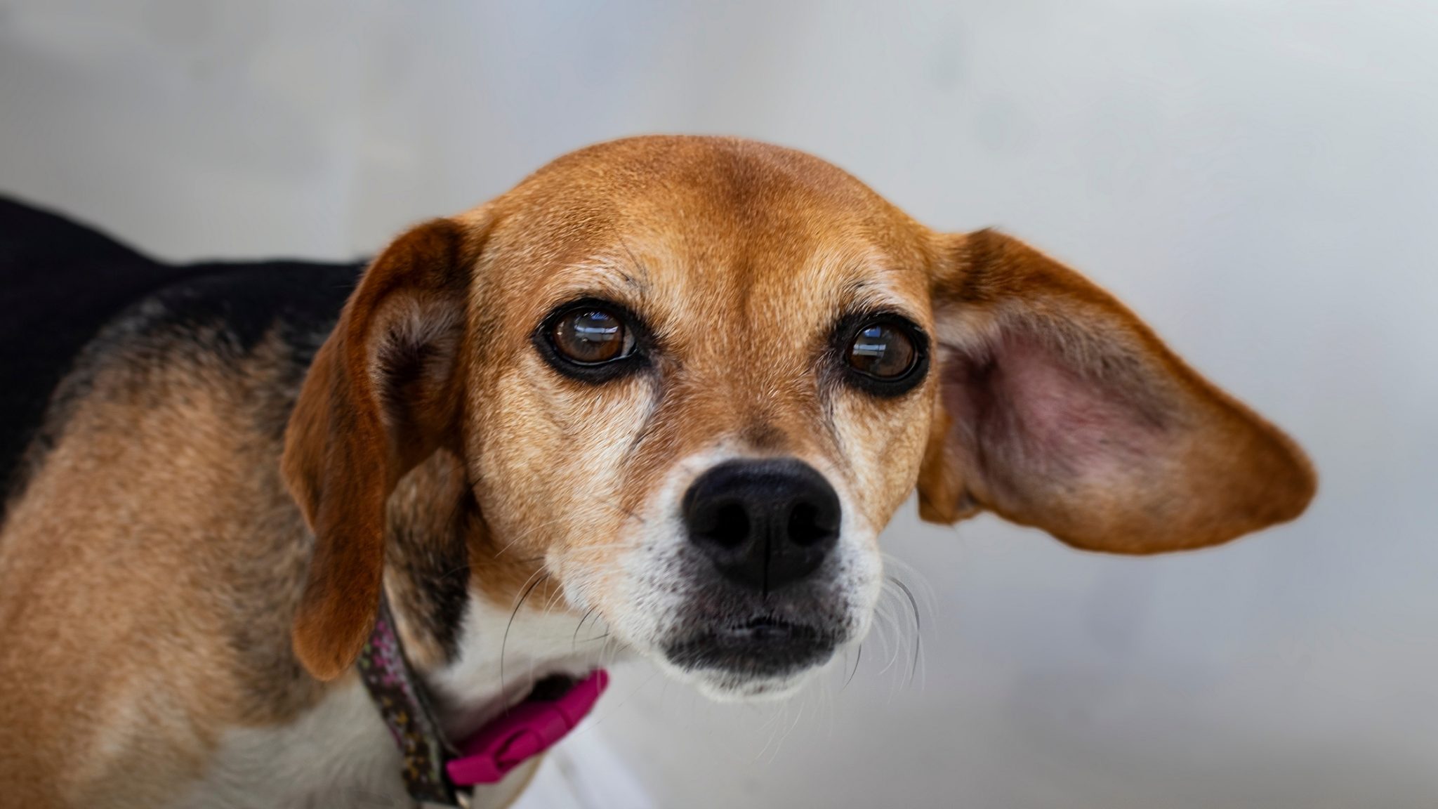 Dogs with Floppy Ears, The real reasons for them! - AnxiousCanine.com