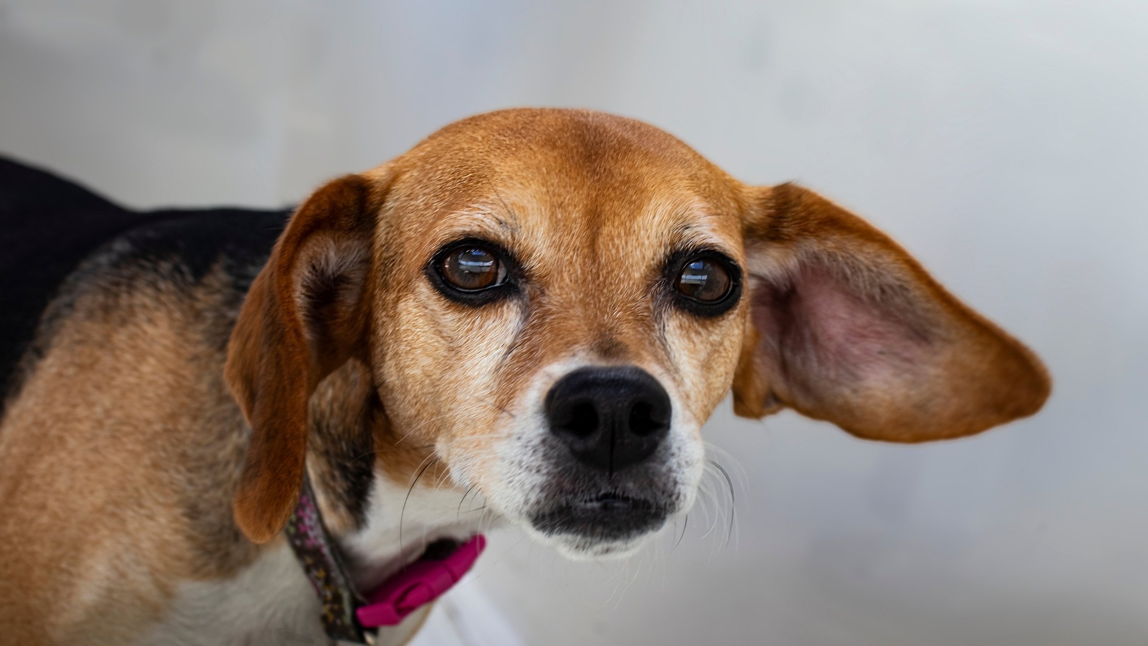 Dogs with Floppy Ears, The real reasons for them! - AnxiousCanine.com