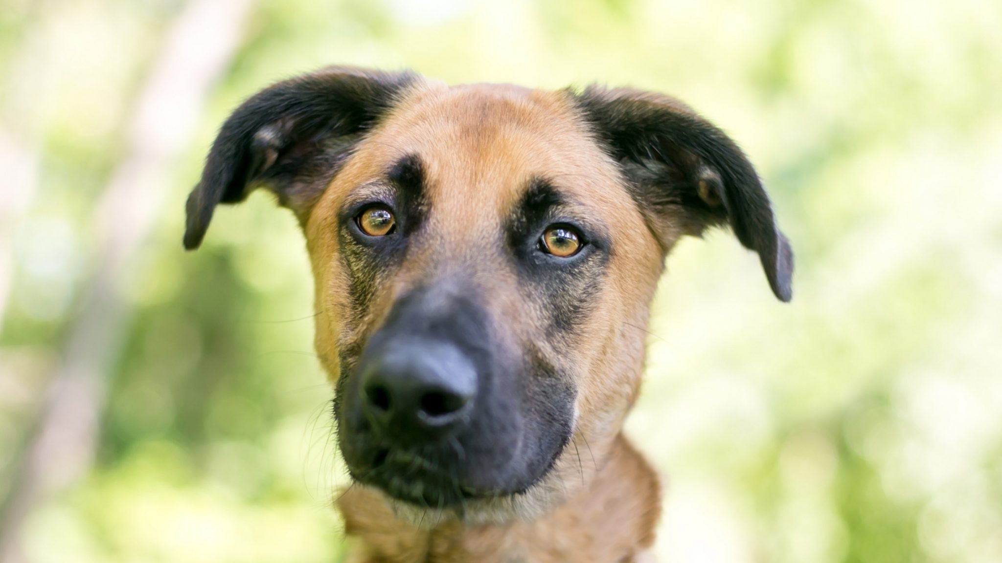 Dogs with Floppy Ears, The real reasons for them! - AnxiousCanine.com