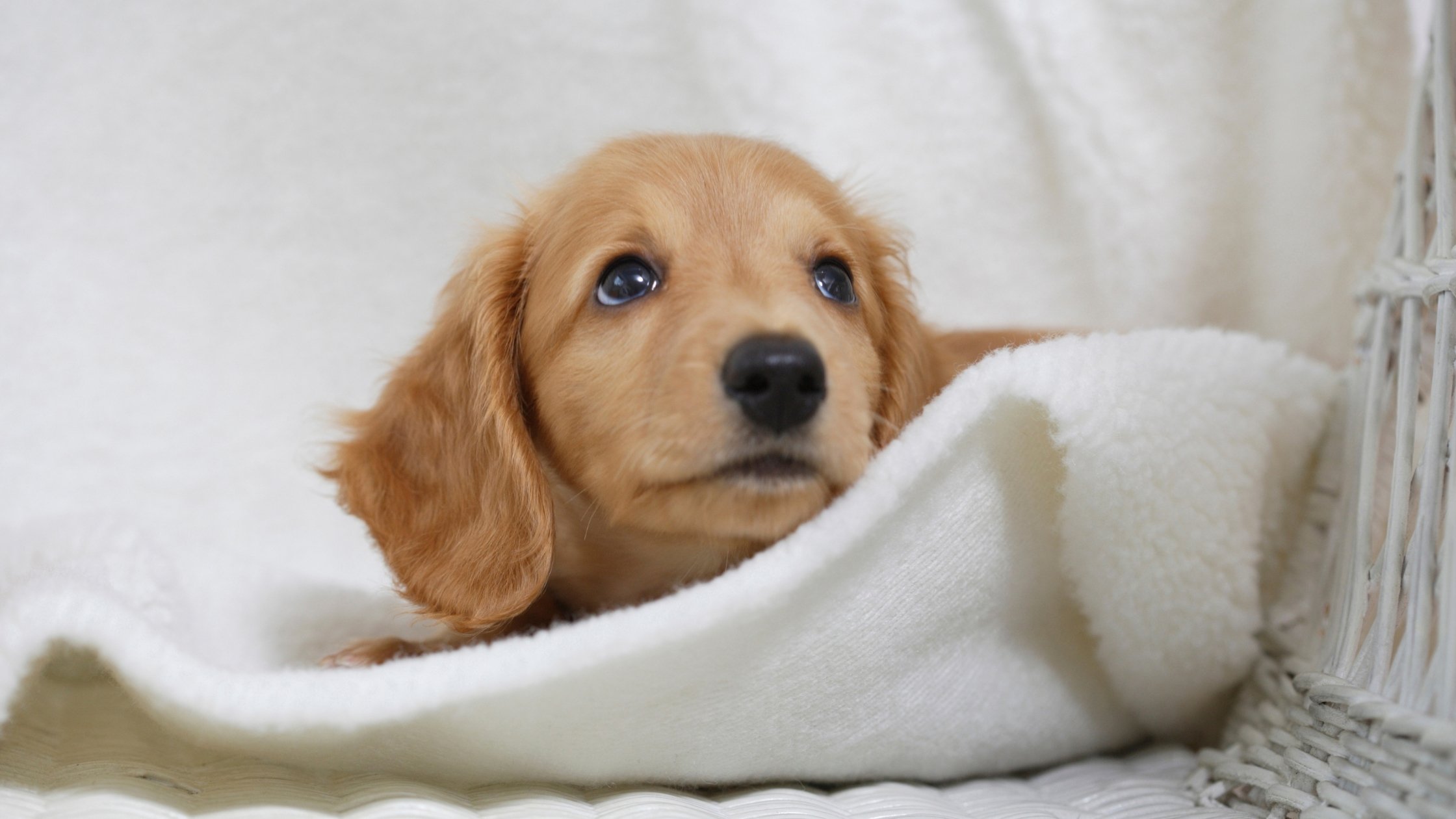 Dogs with Floppy Ears, The real reasons for them! - AnxiousCanine.com