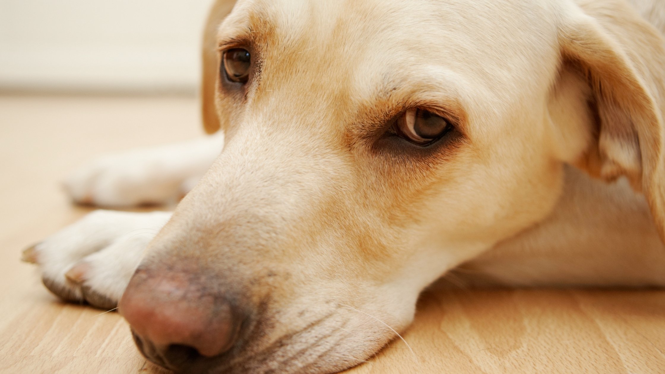 Dog Anxiety Disorder - 15 Signs to Recognize - AnxiousCanine.com