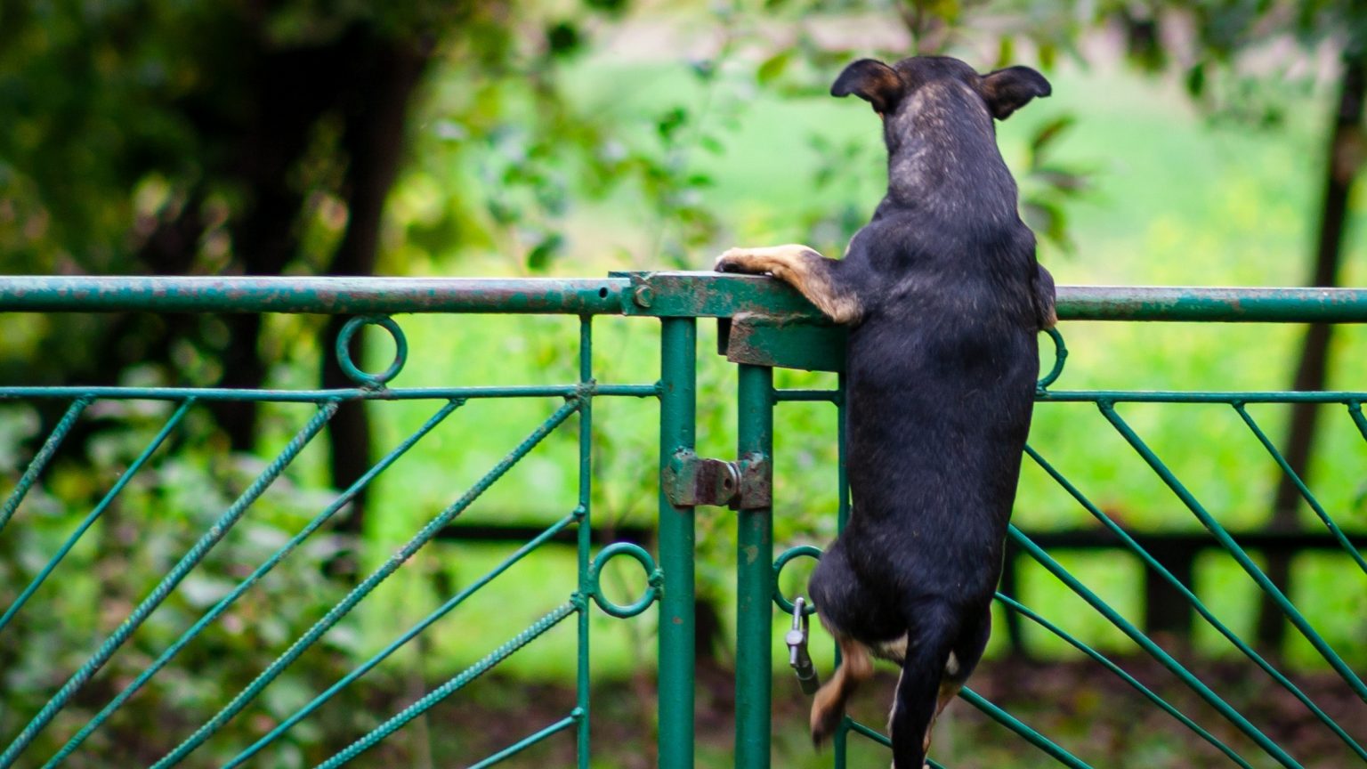 Dog Anxiety Disorder - 15 Signs to Recognize - AnxiousCanine.com