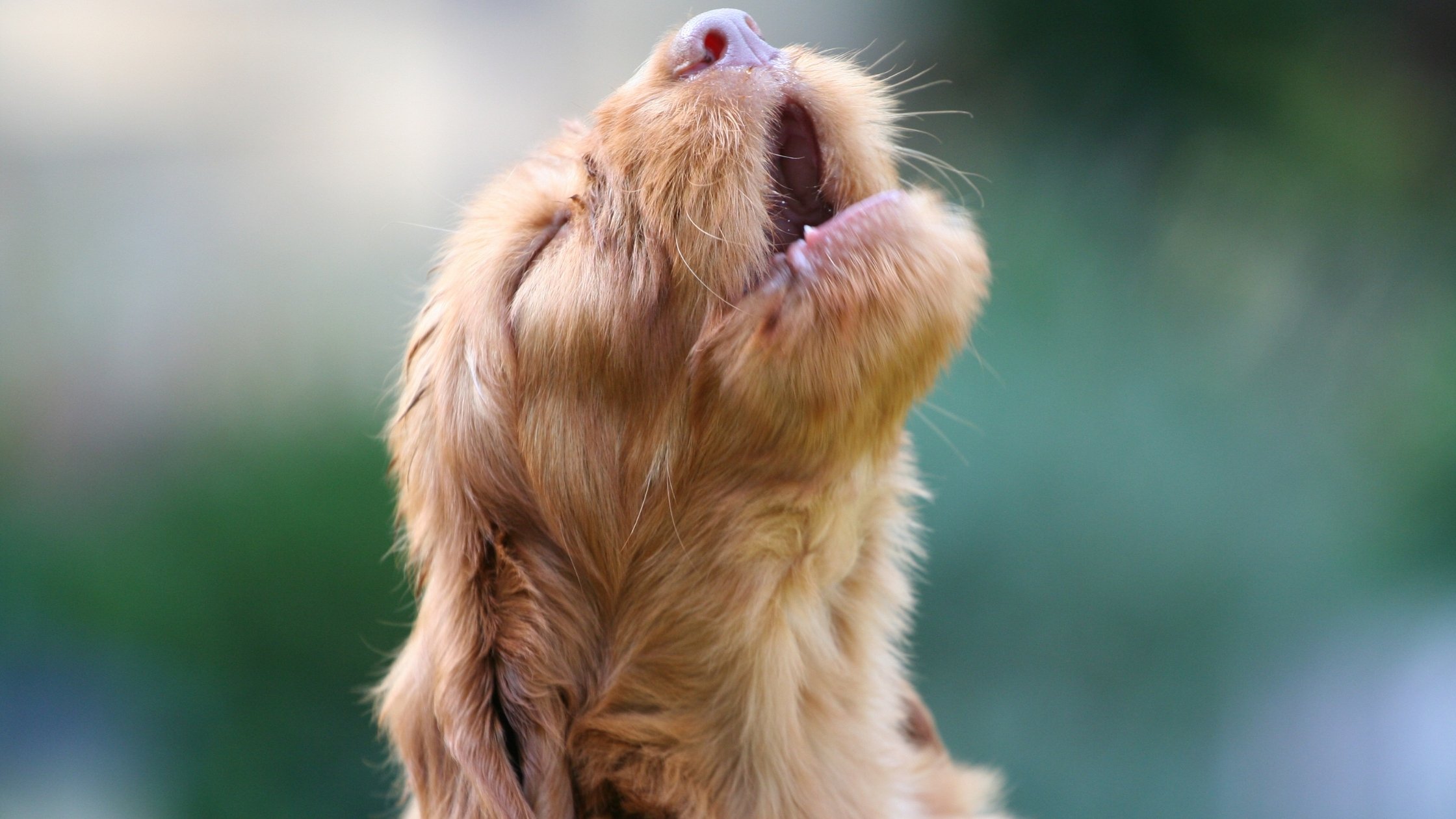 Can Dogs Cry? The Real Reason Dogs shed A tear - AnxiousCanine.com