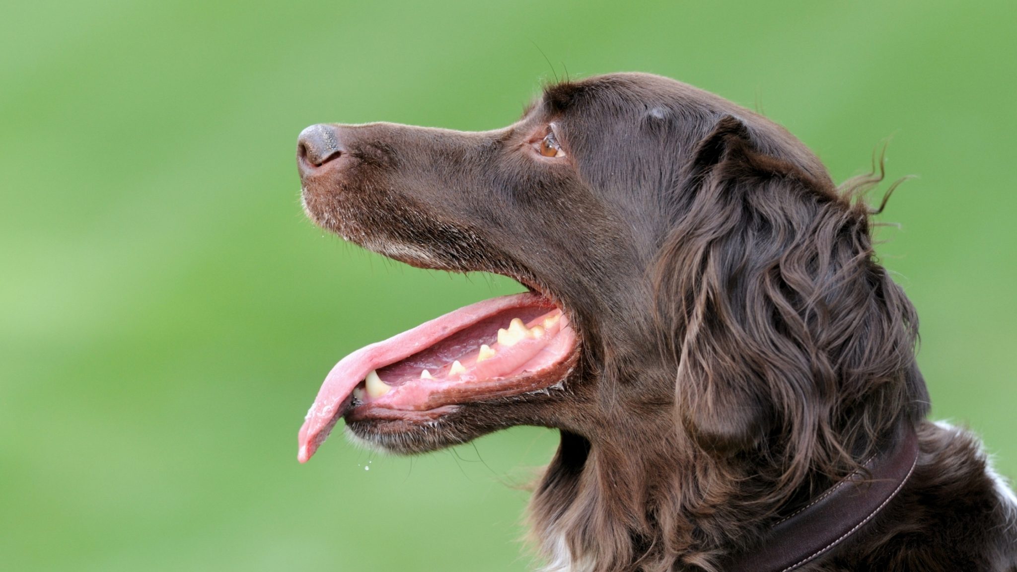 Dog Anxiety Disorder - 15 Signs to Recognize - AnxiousCanine.com