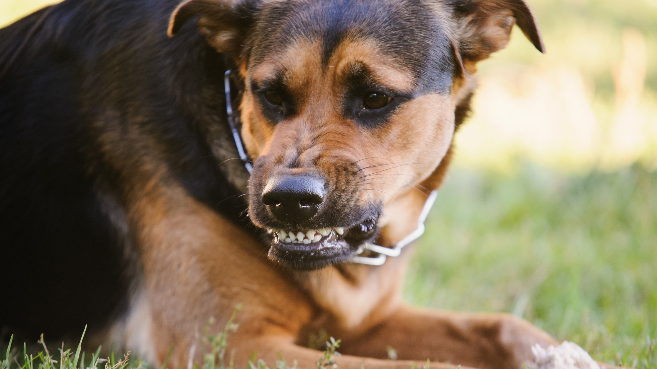 Dog Anxiety Disorder - 15 Signs to Recognize - AnxiousCanine.com