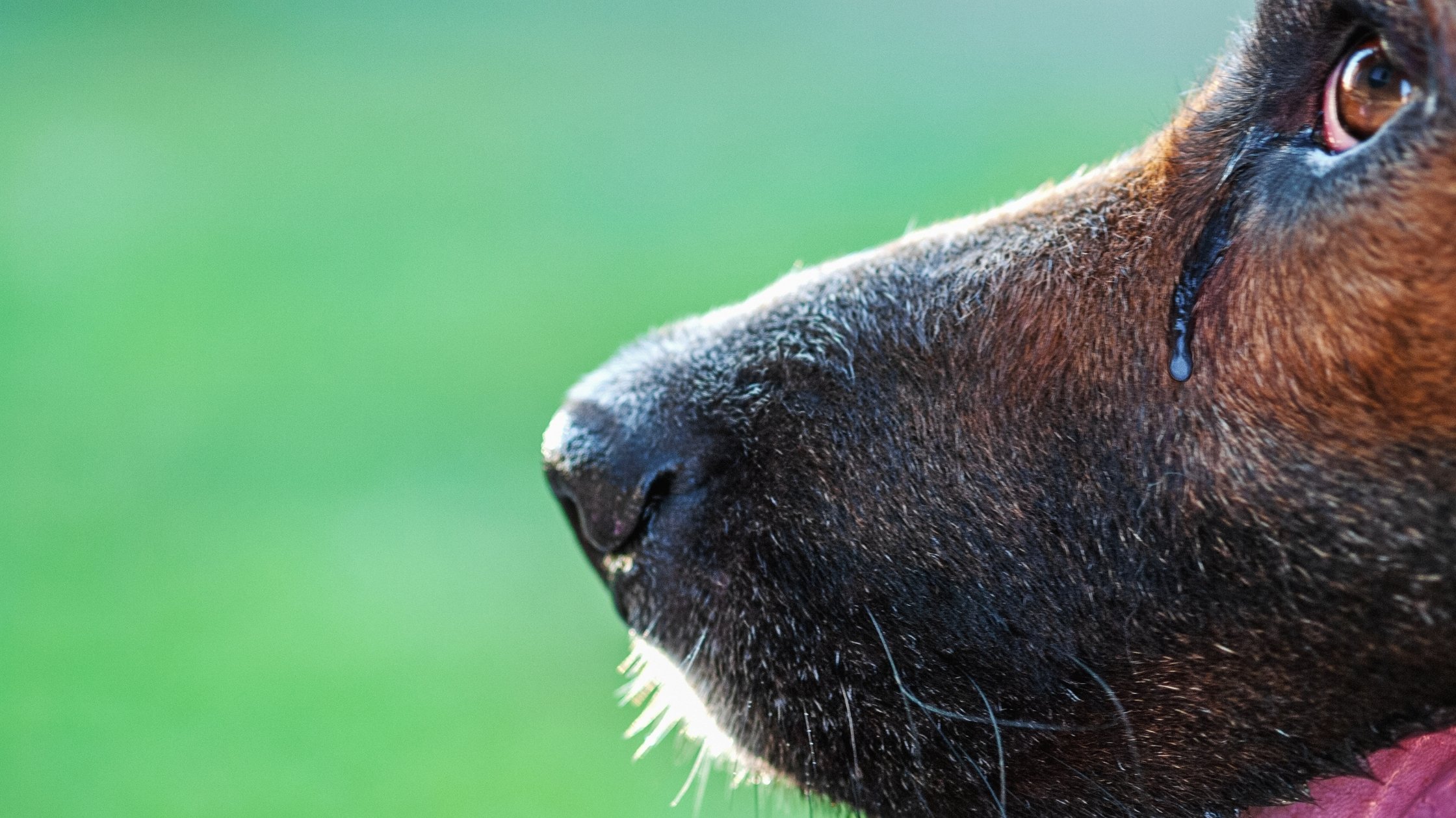 Can Dogs Cry? The Real Reason Dogs shed A tear - AnxiousCanine.com