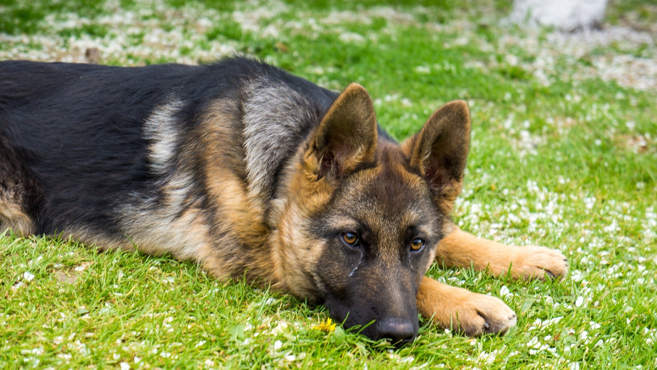 Can Dogs Cry? The Real Reason Dogs shed A tear - AnxiousCanine.com