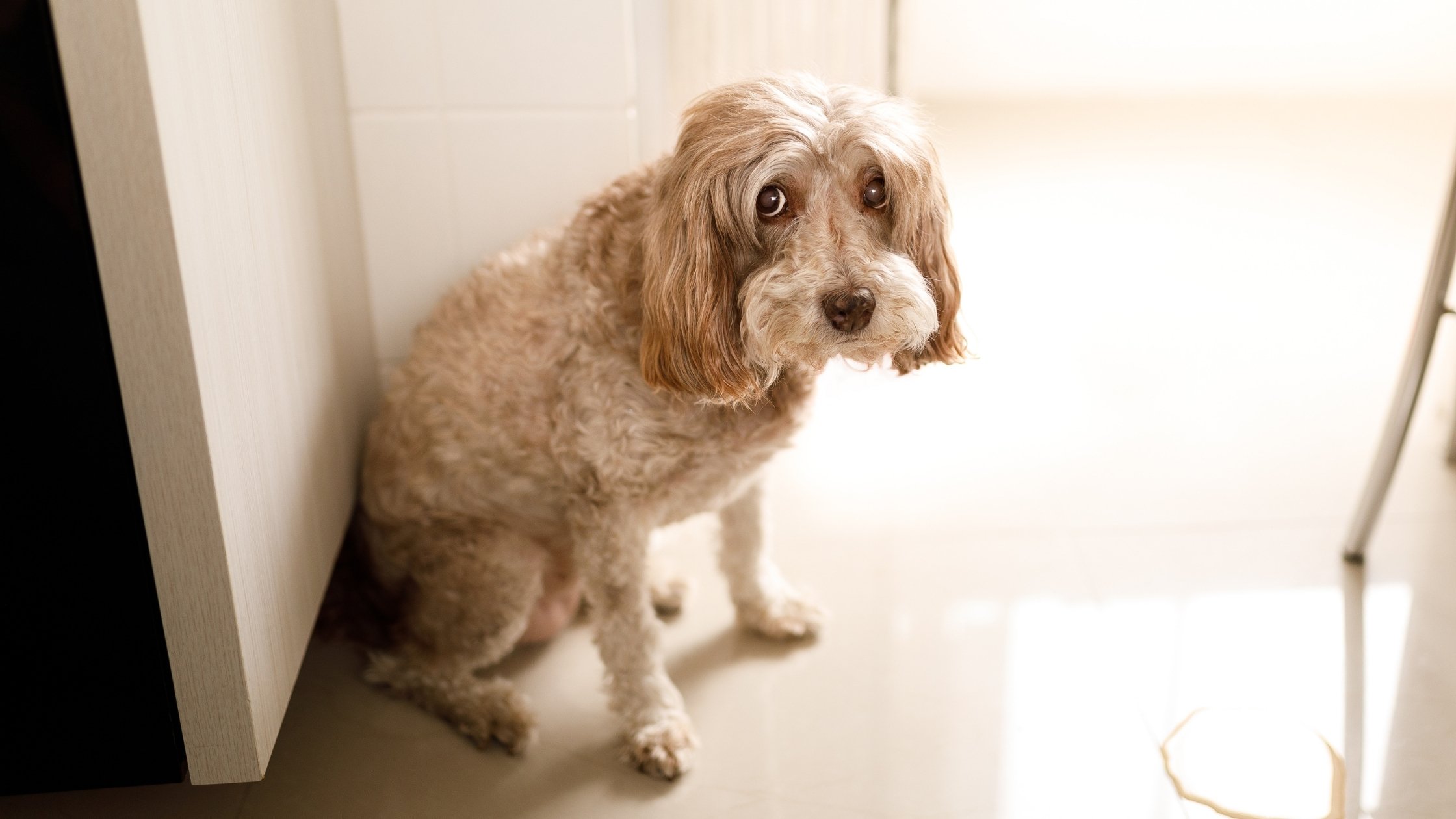 Dog Anxiety Disorder - 15 Signs to Recognize - AnxiousCanine.com