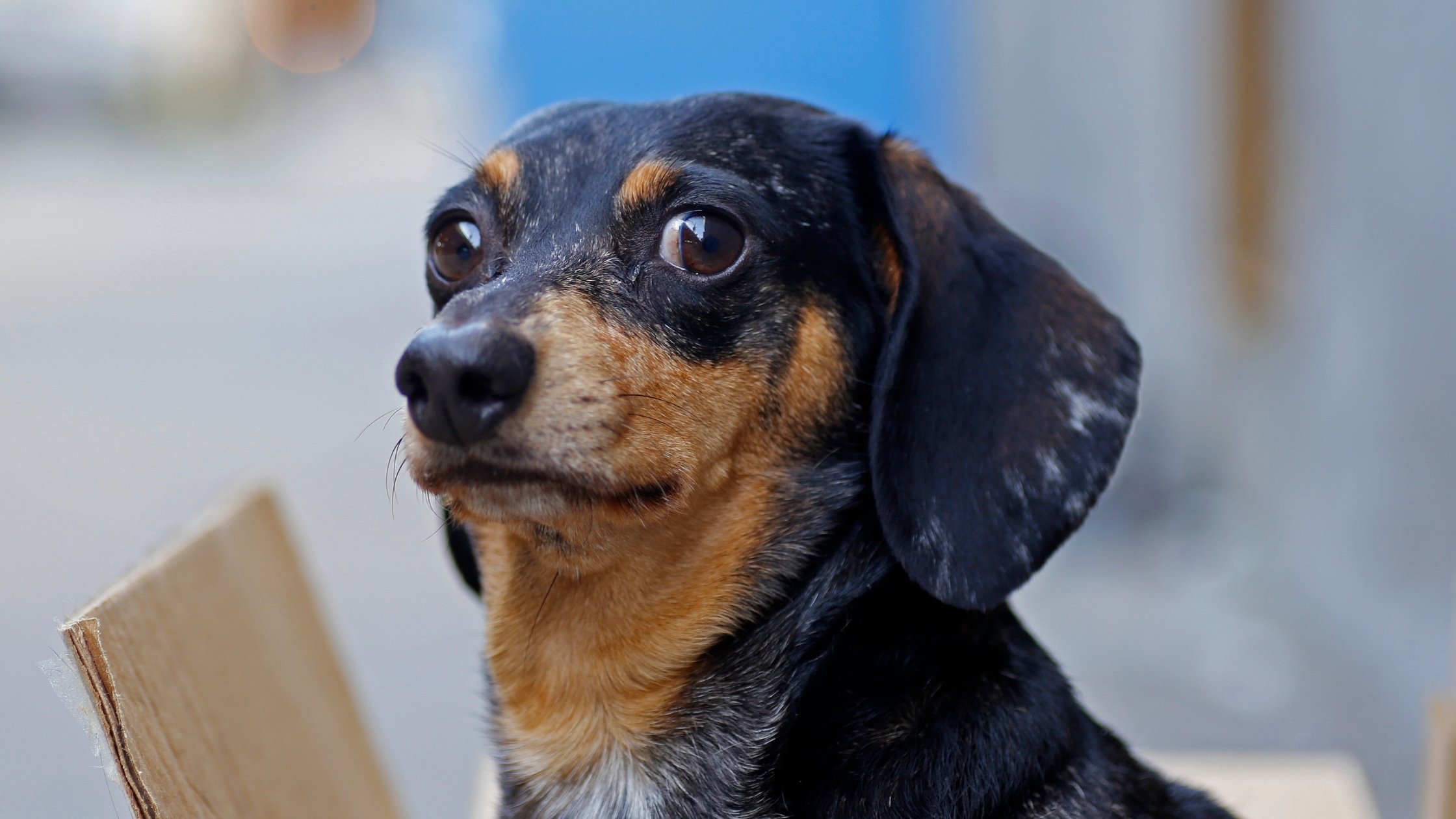 Dog Anxiety Disorder - 15 Signs to Recognize - AnxiousCanine.com