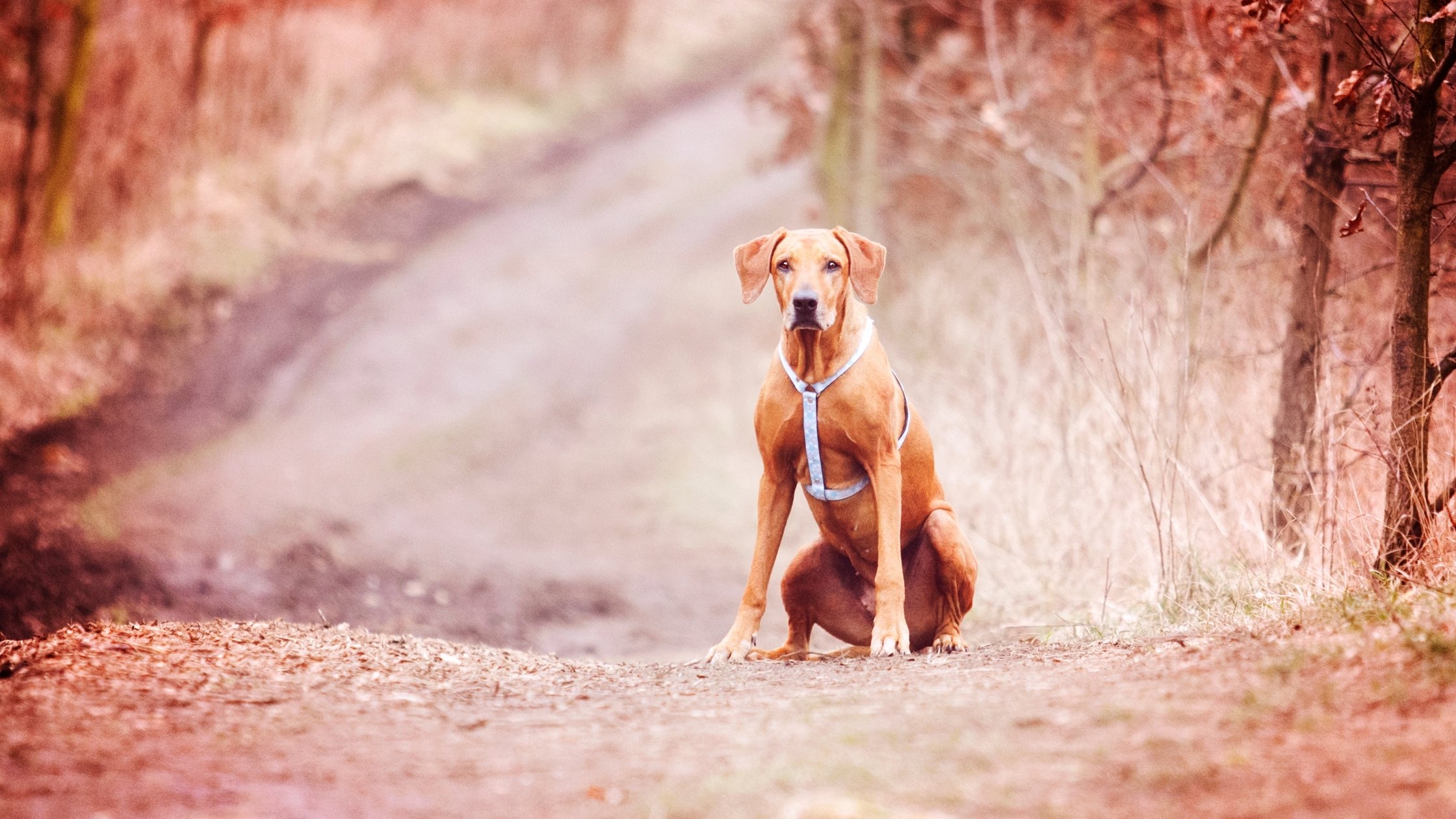 Dog Anxiety Disorder - 15 Signs to Recognize - AnxiousCanine.com