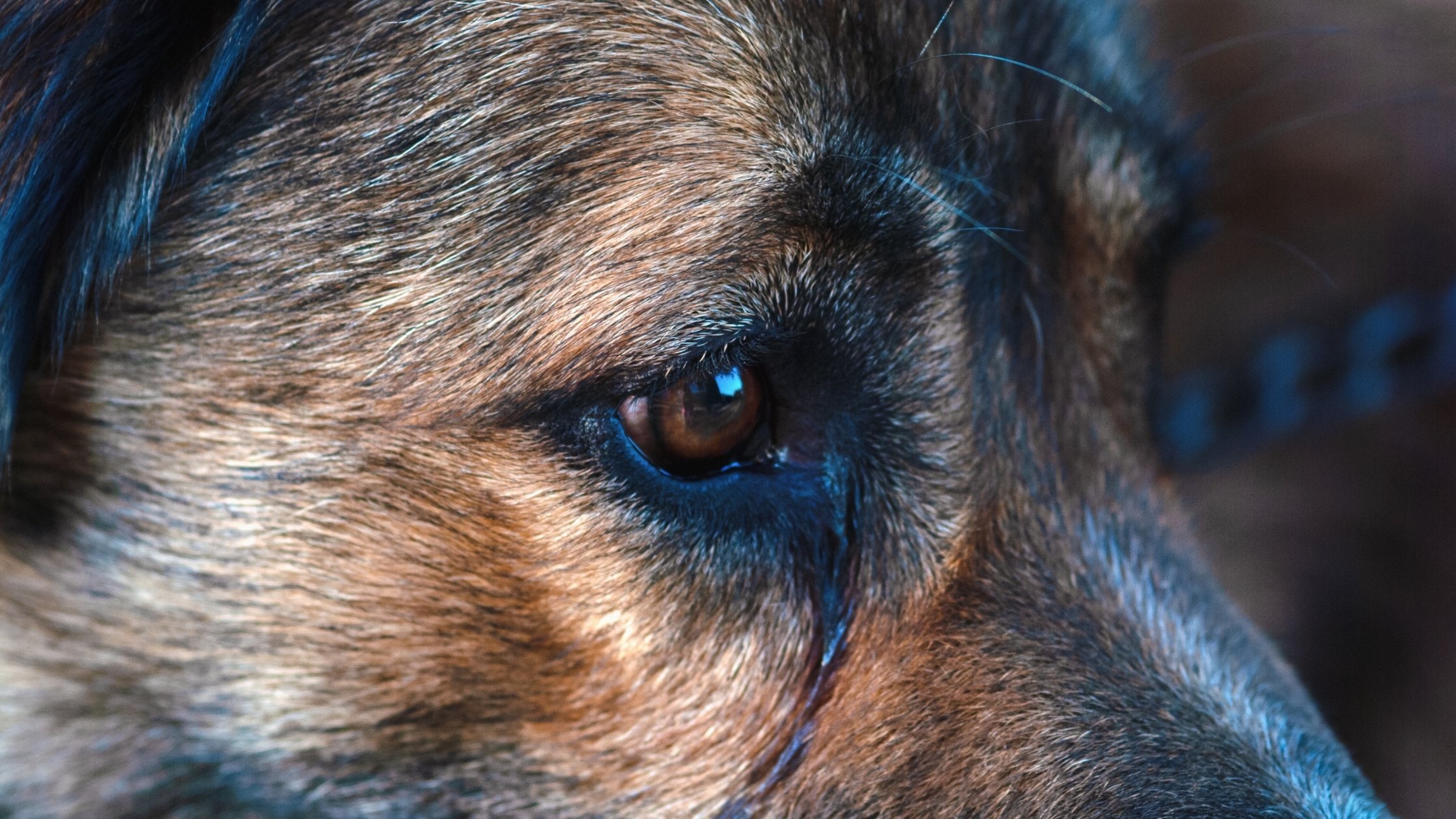 Can Dogs Cry? The Real Reason Dogs shed A tear - AnxiousCanine.com