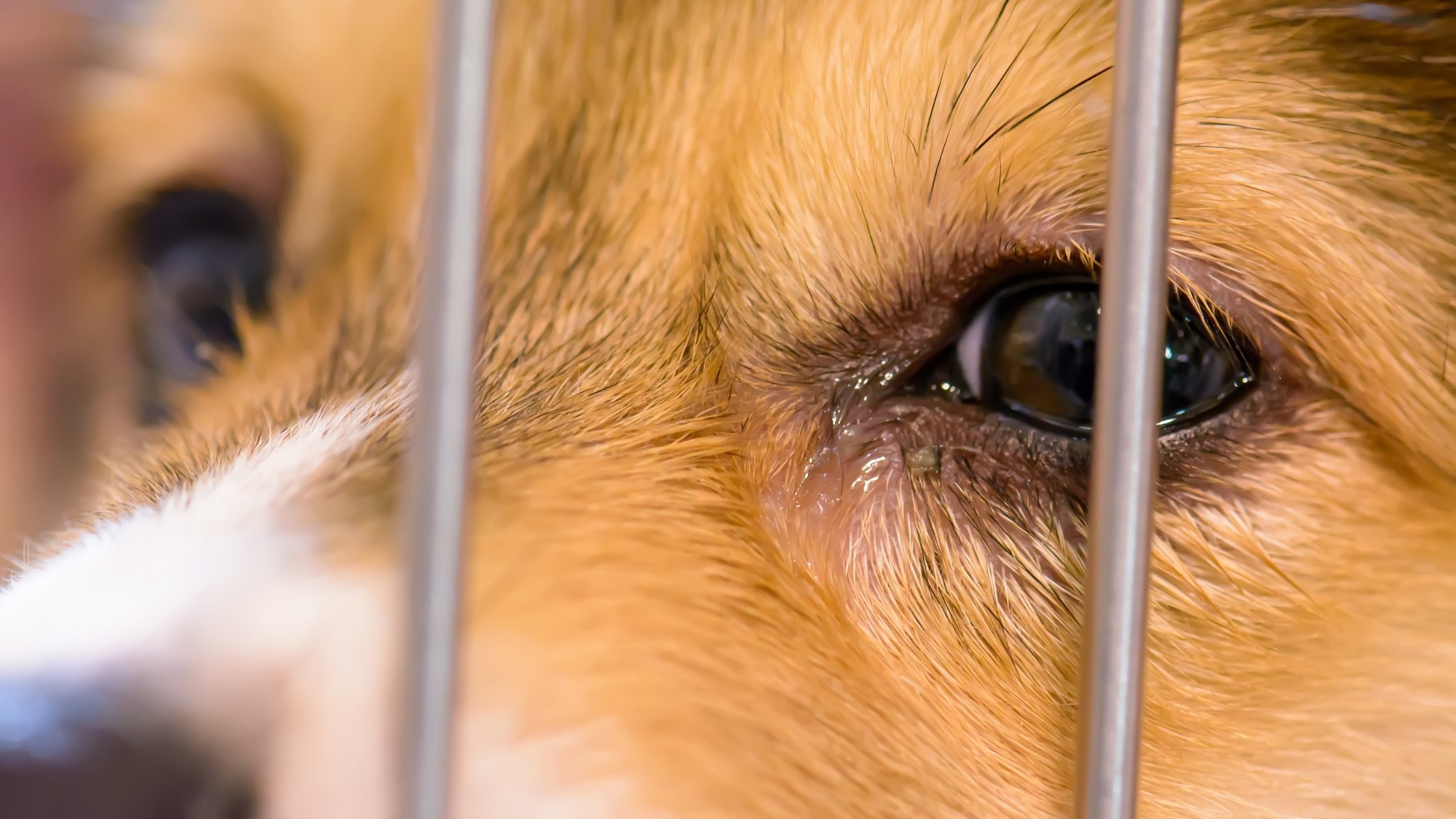 Can Dogs Cry? The Real Reason Dogs shed A tear - AnxiousCanine.com