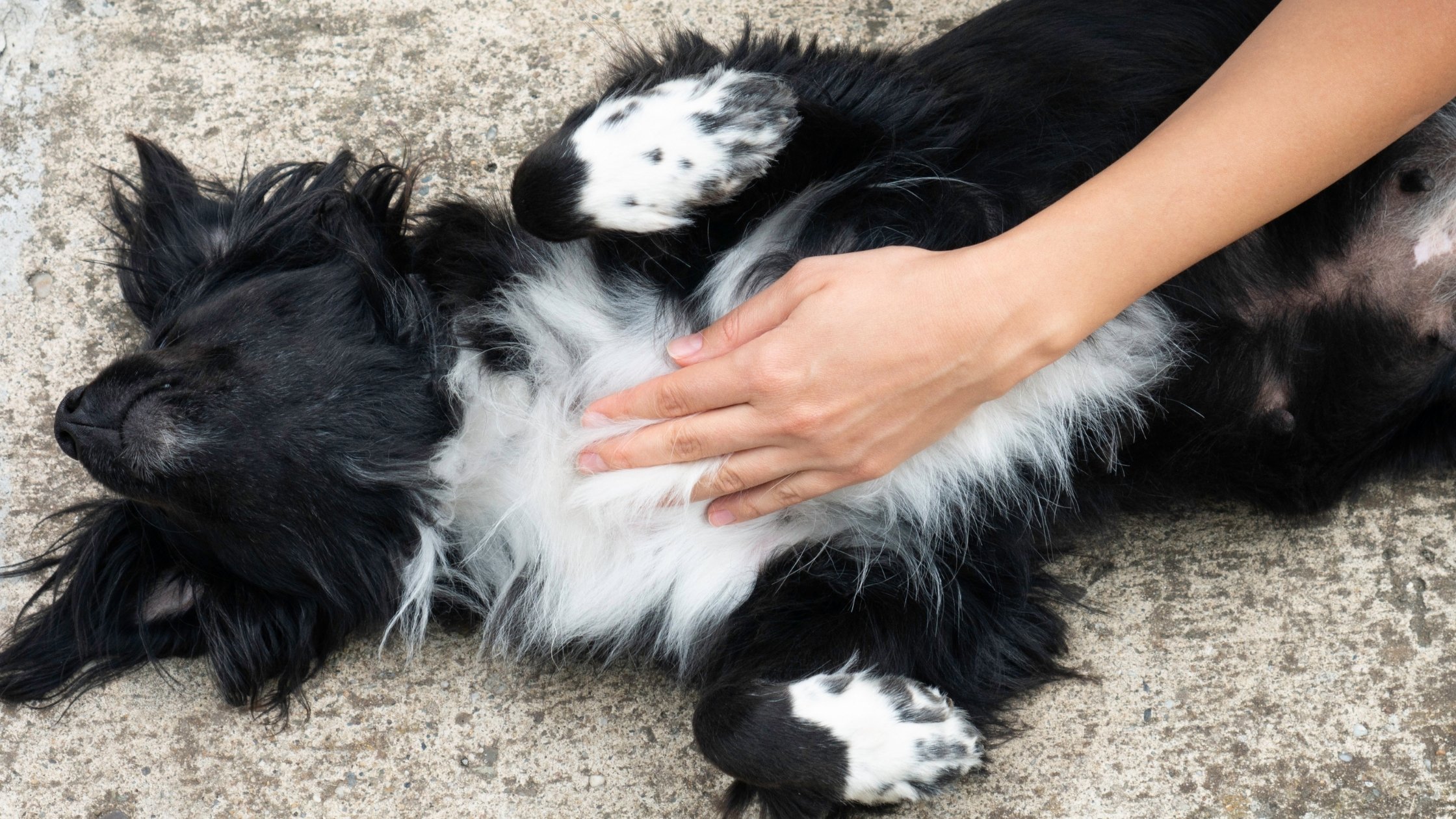 Are Dogs Ticklish? - how to Tell if Dogs Are Ticklish - AnxiousCanine.com