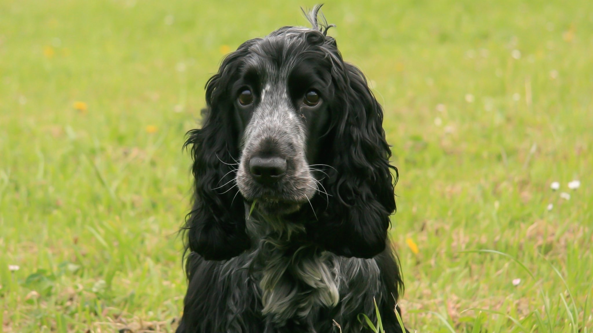 Floppy Eared Dogs: A Guide to the top 14 Breeds - AnxiousCanine.com