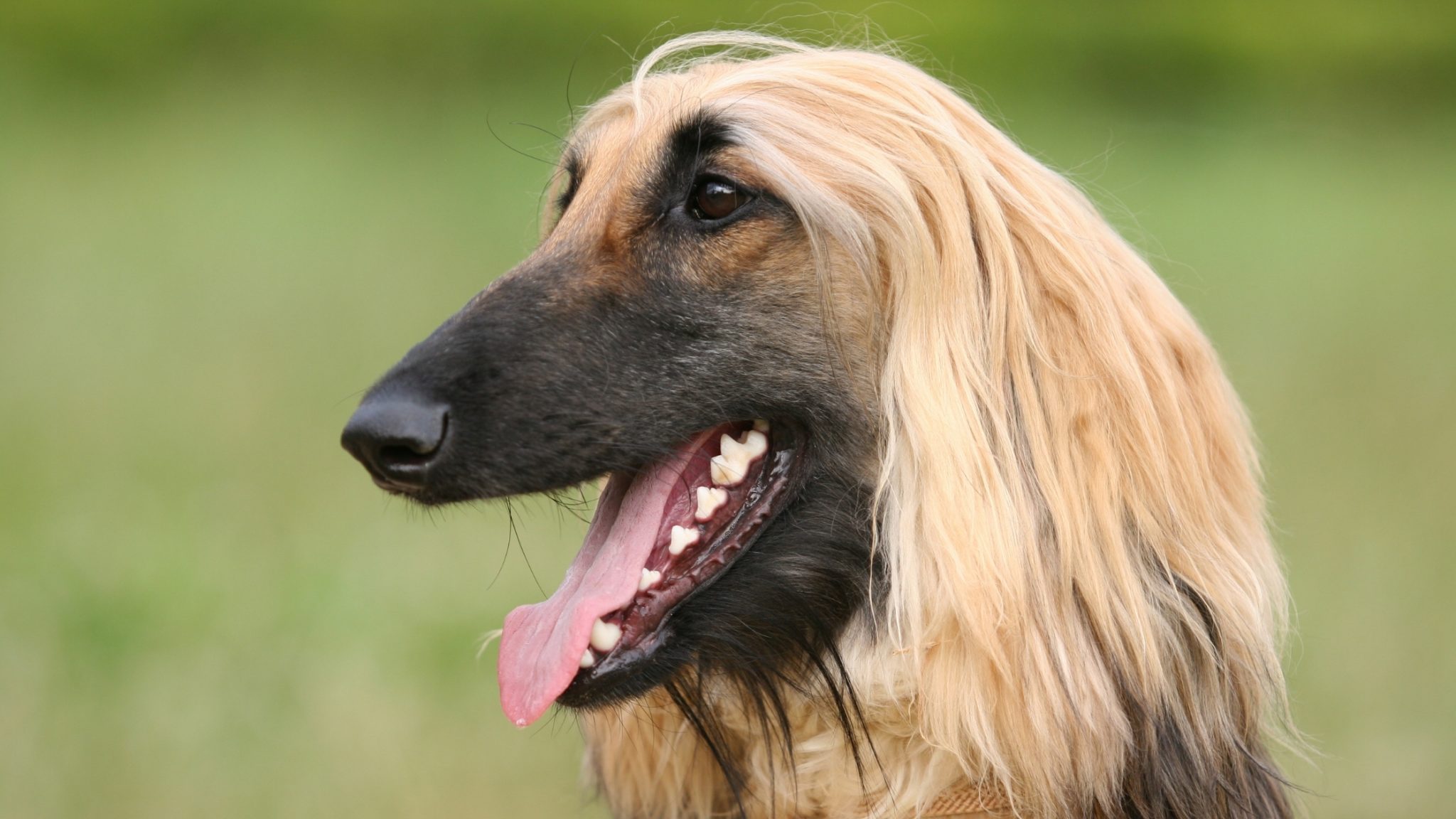 Floppy Eared Dogs: A Guide to the top 14 Breeds - AnxiousCanine.com