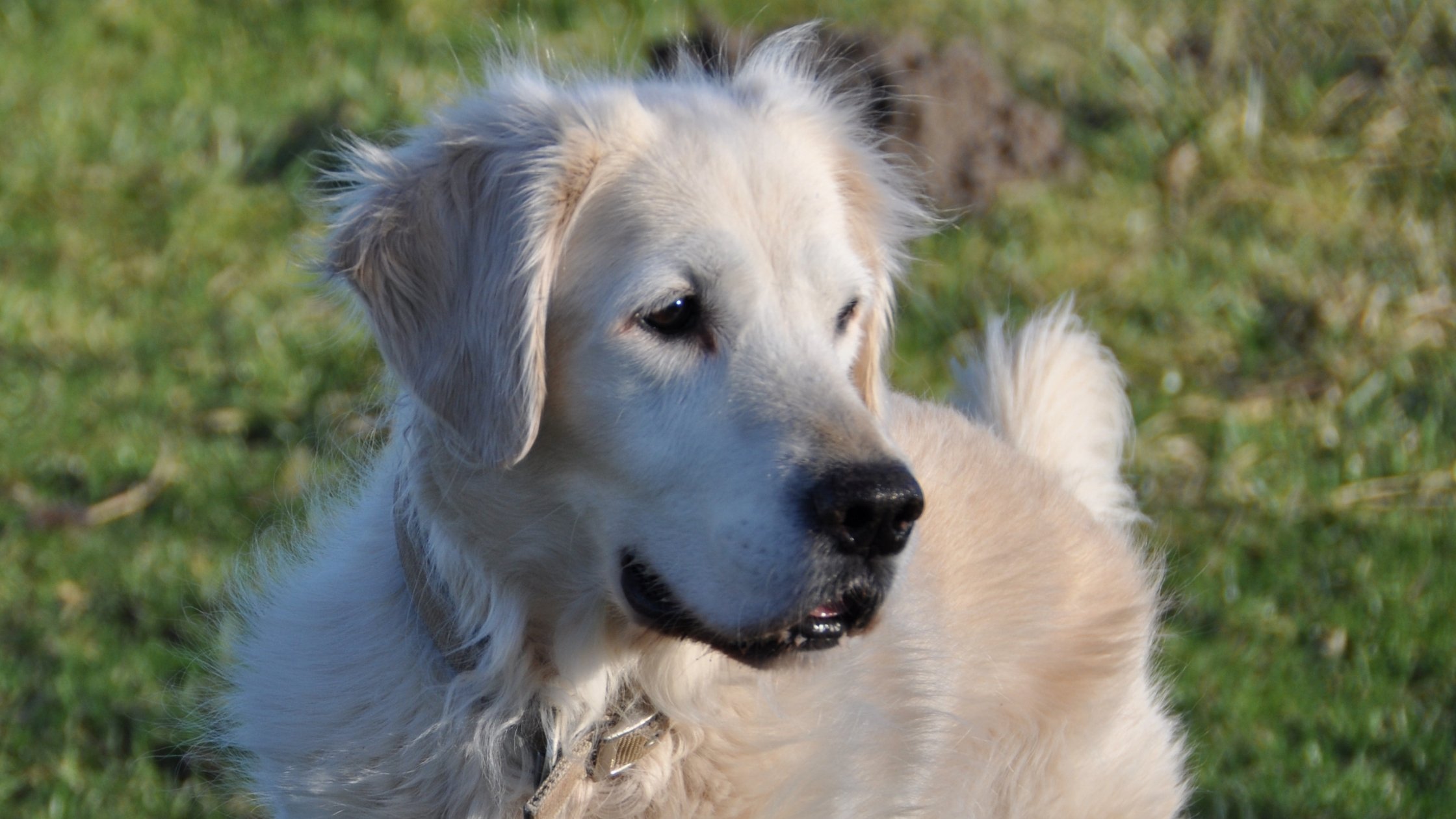 Floppy Eared Dogs: A Guide to the top 14 Breeds