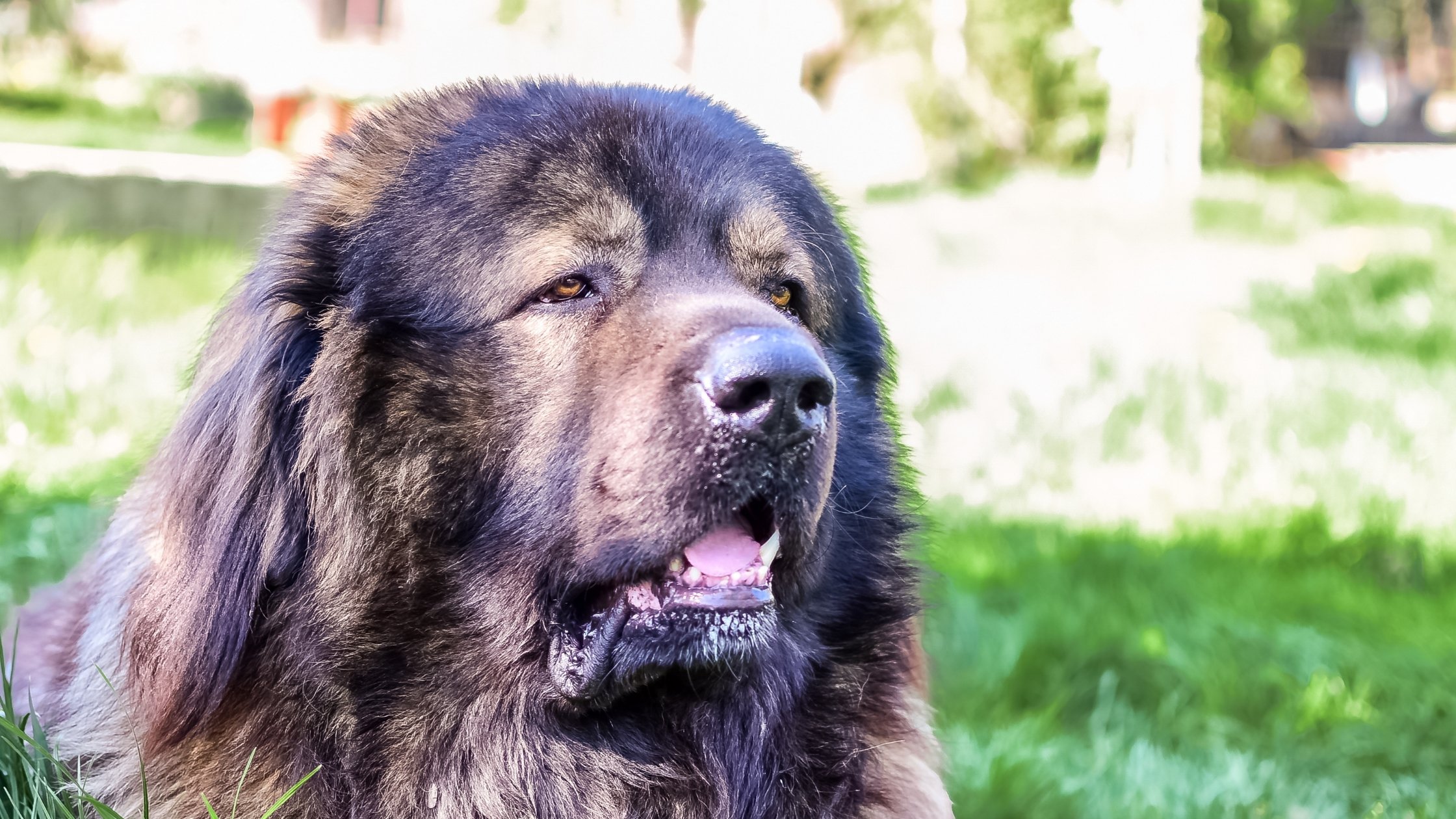 Russian Bear Dog: One of Nature's Special Breeds - AnxiousCanine.com