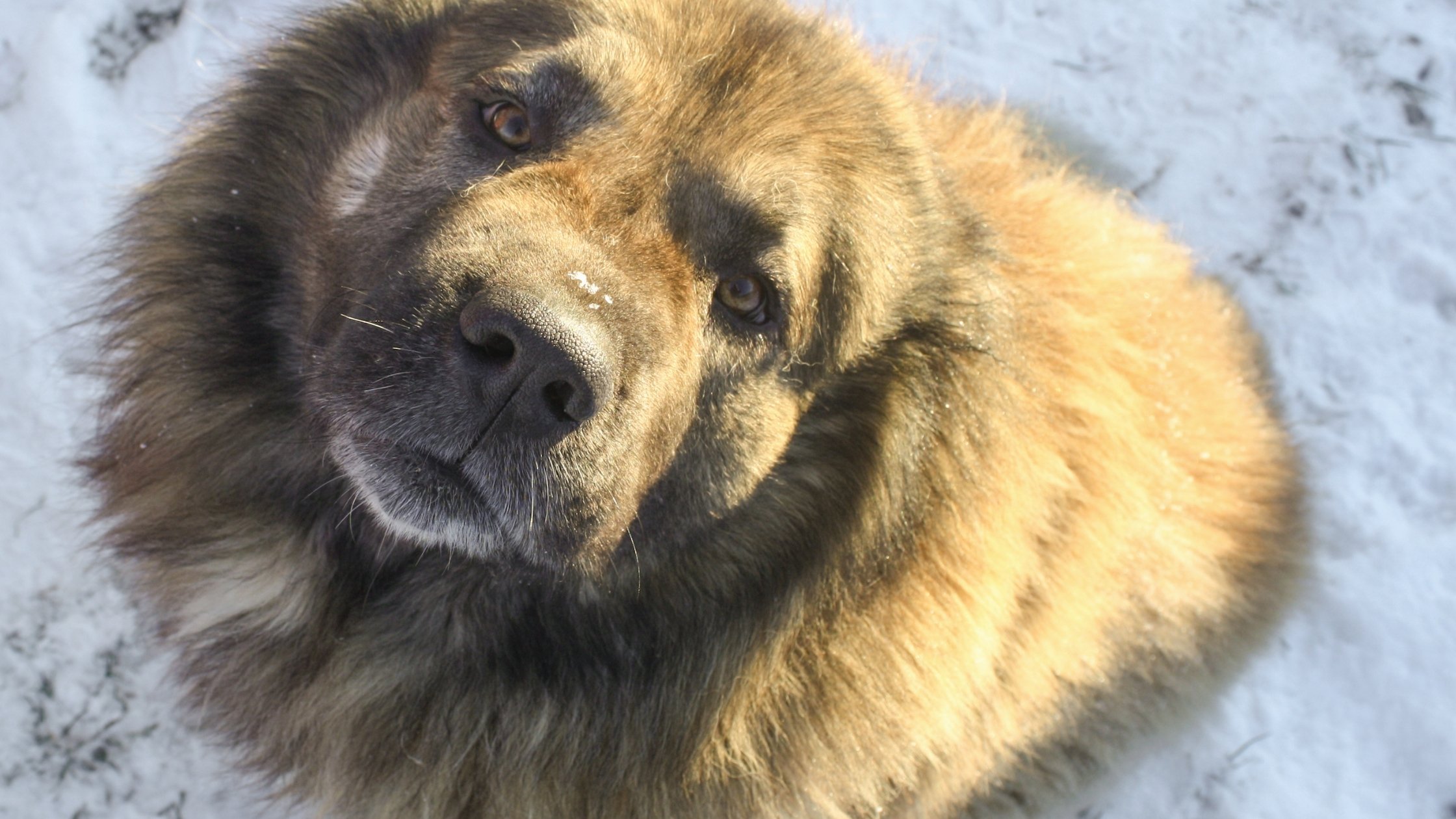 Russian Bear Dog: One of Nature's Special Breeds - AnxiousCanine.com