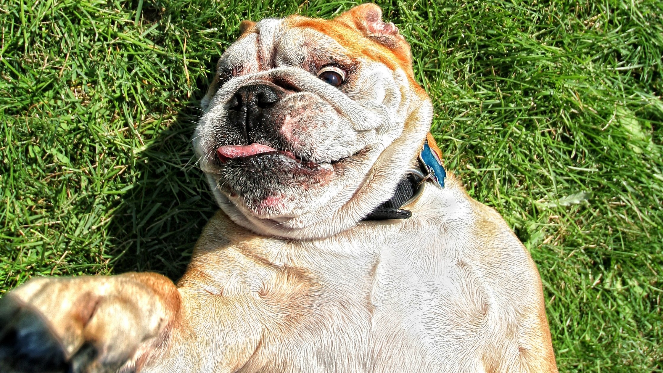 Why Do Dogs Roll in the Grass? Things to Know - AnxiousCanine.com