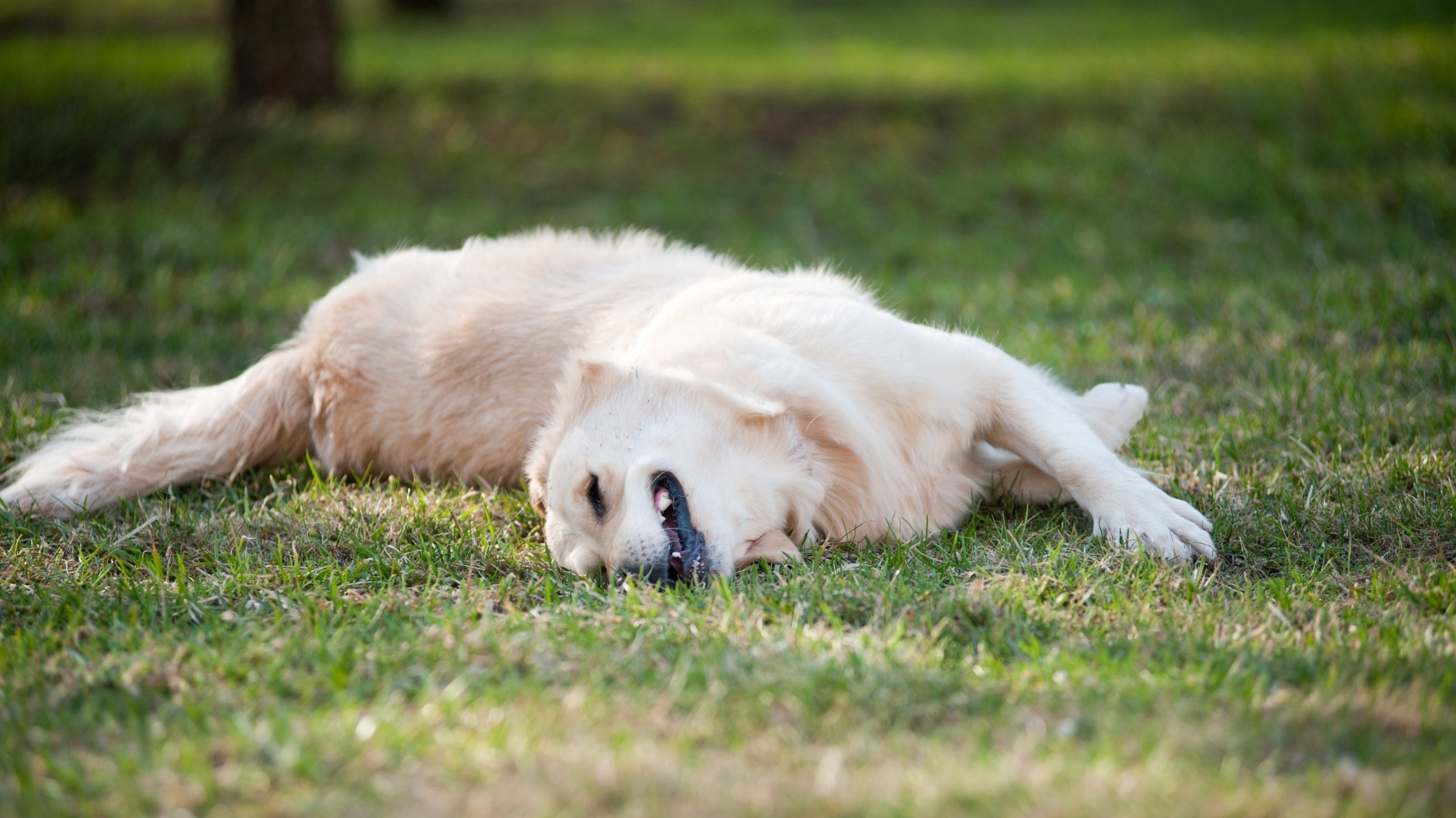 Why Do Dogs Roll in the Grass? Things to Know - AnxiousCanine.com