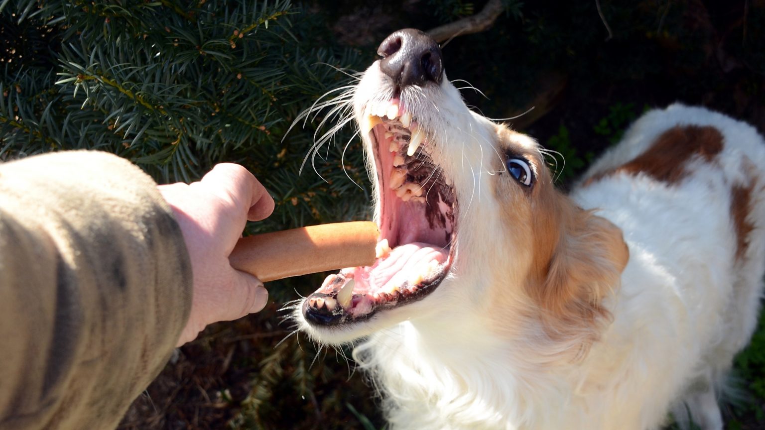 Can Dogs Eat Sausage? The Benefits and Risks - AnxiousCanine.com