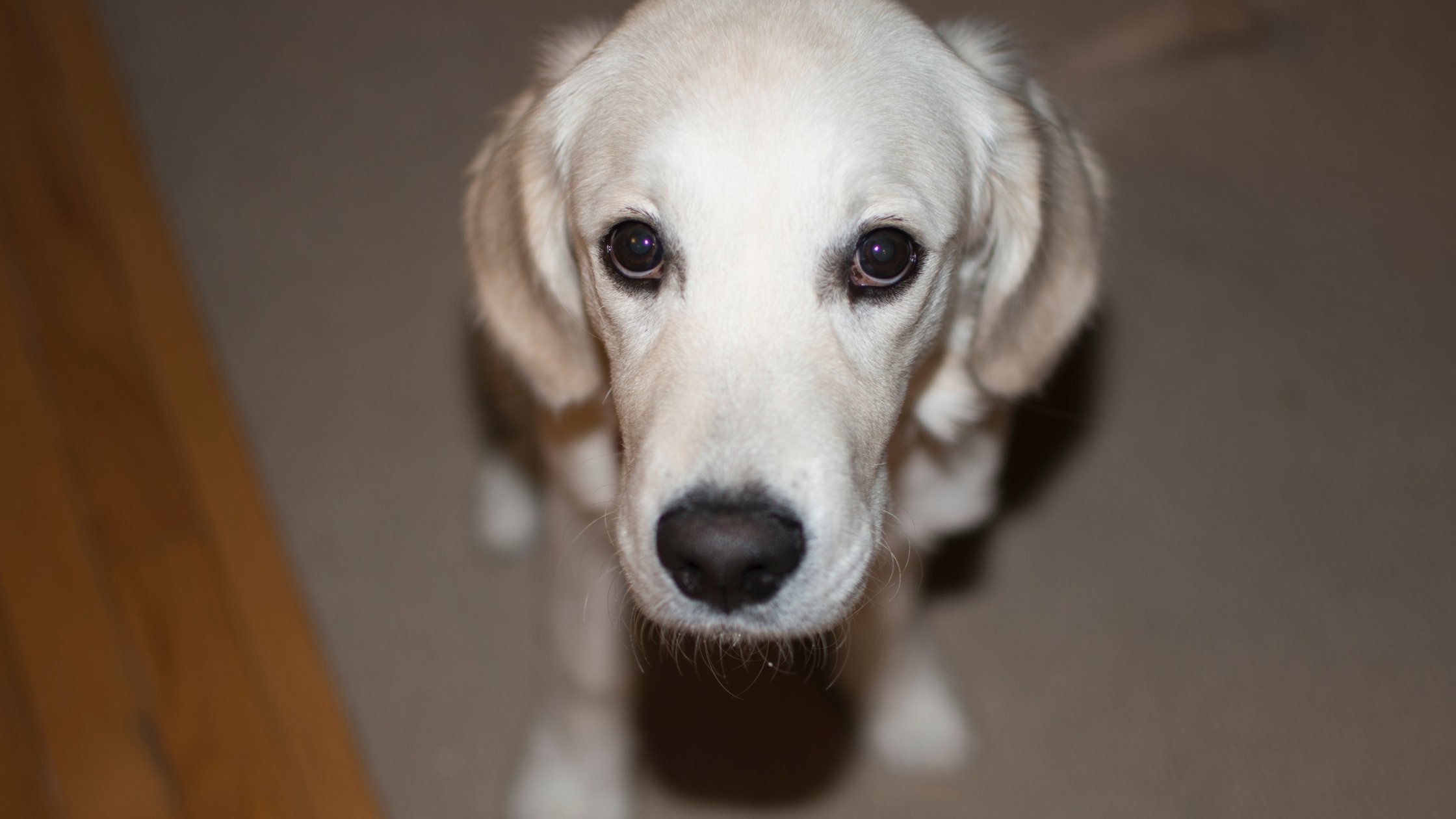 What is a Dog Panic Attack? Signs and ways to help - AnxiousCanine.com