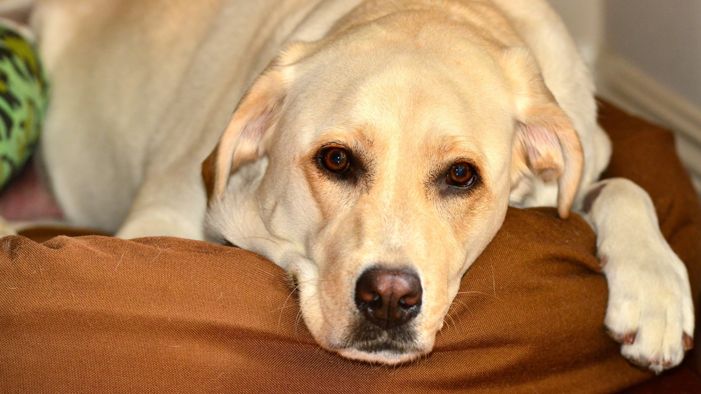 Can Dogs Eat Sausage? The Benefits and Risks - AnxiousCanine.com