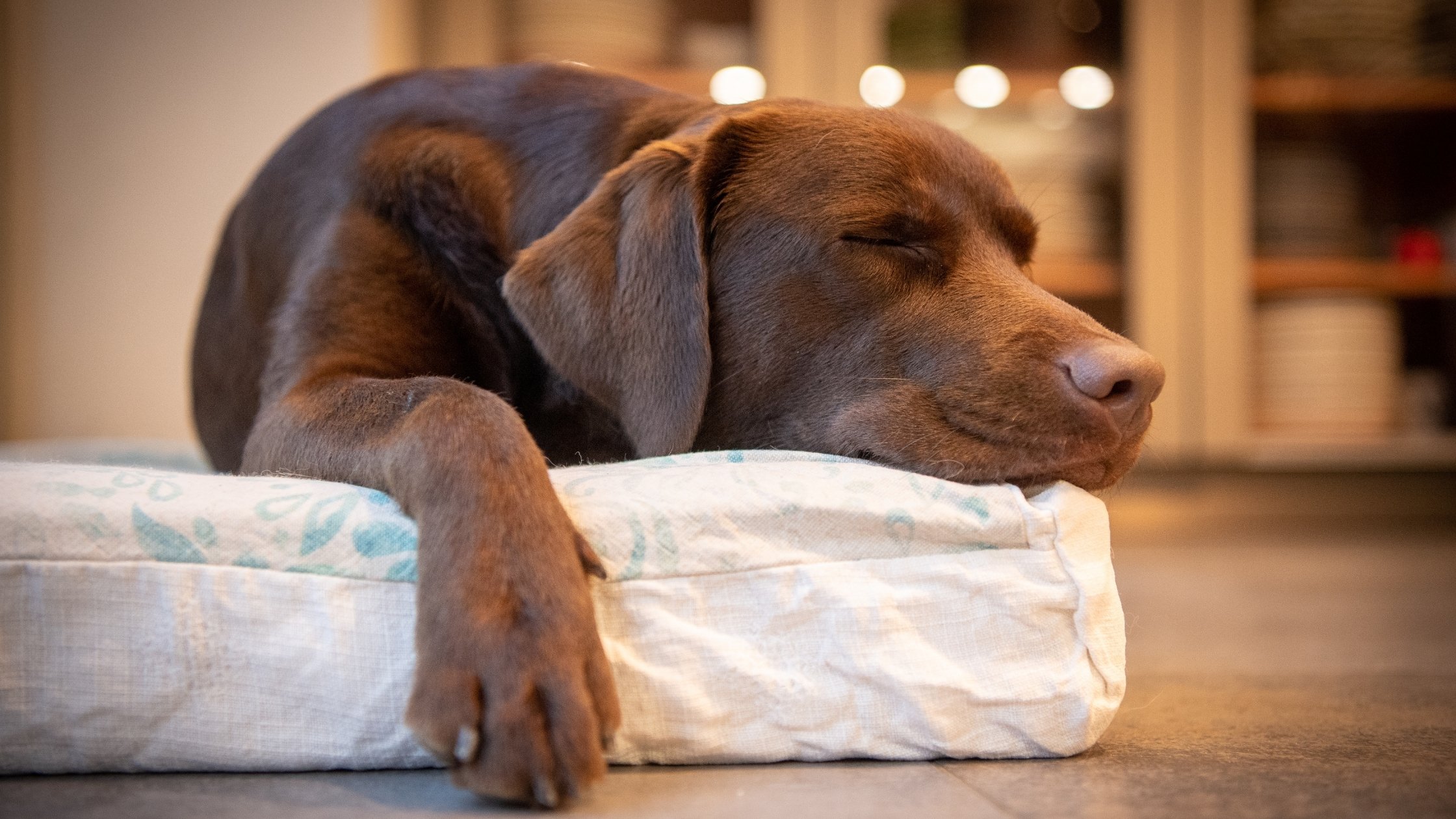 Why Do Dogs Snore? What You Need to Know - AnxiousCanine.com